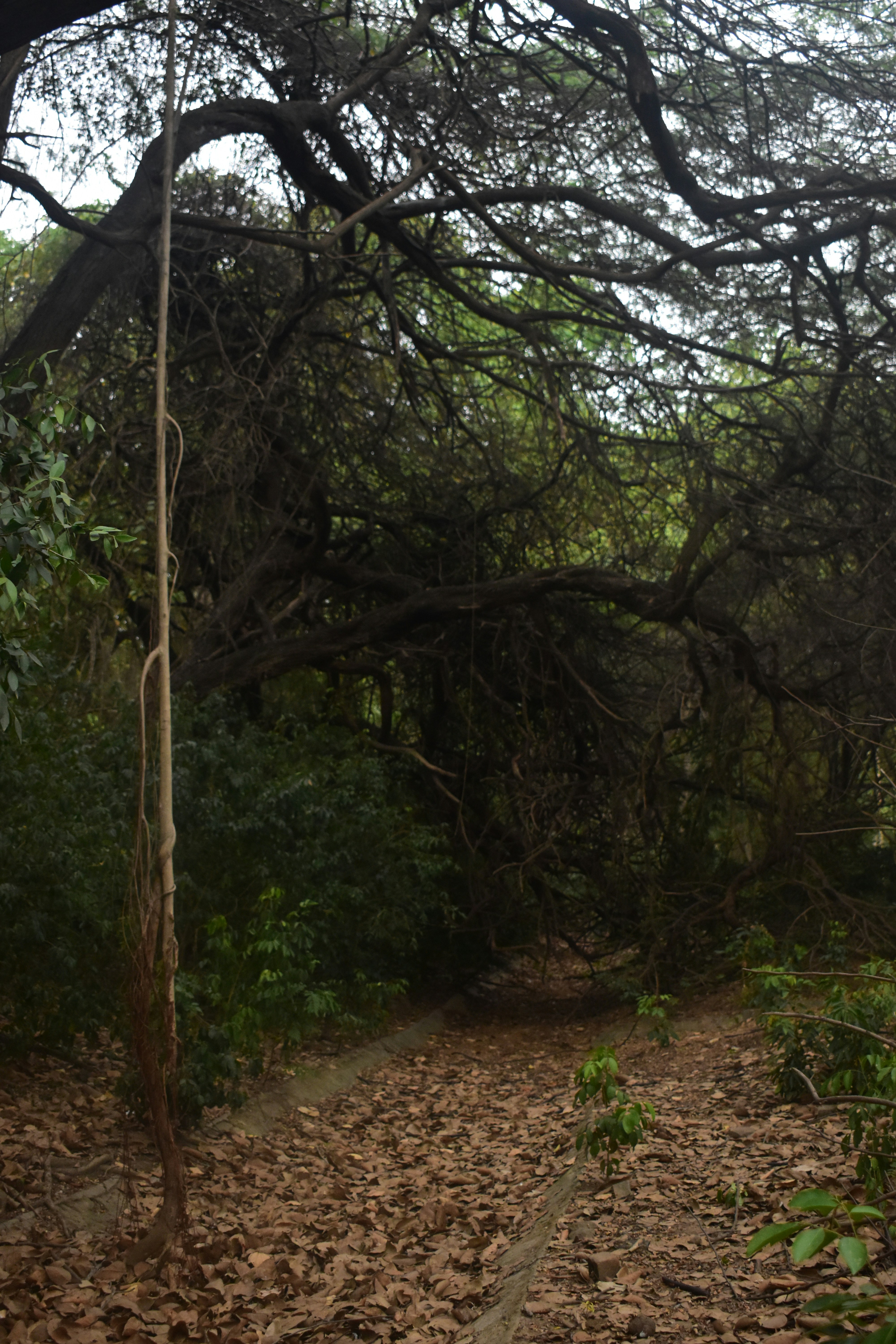 Tunnel of Roots: A Hidden Path Under A Canopy of Branches