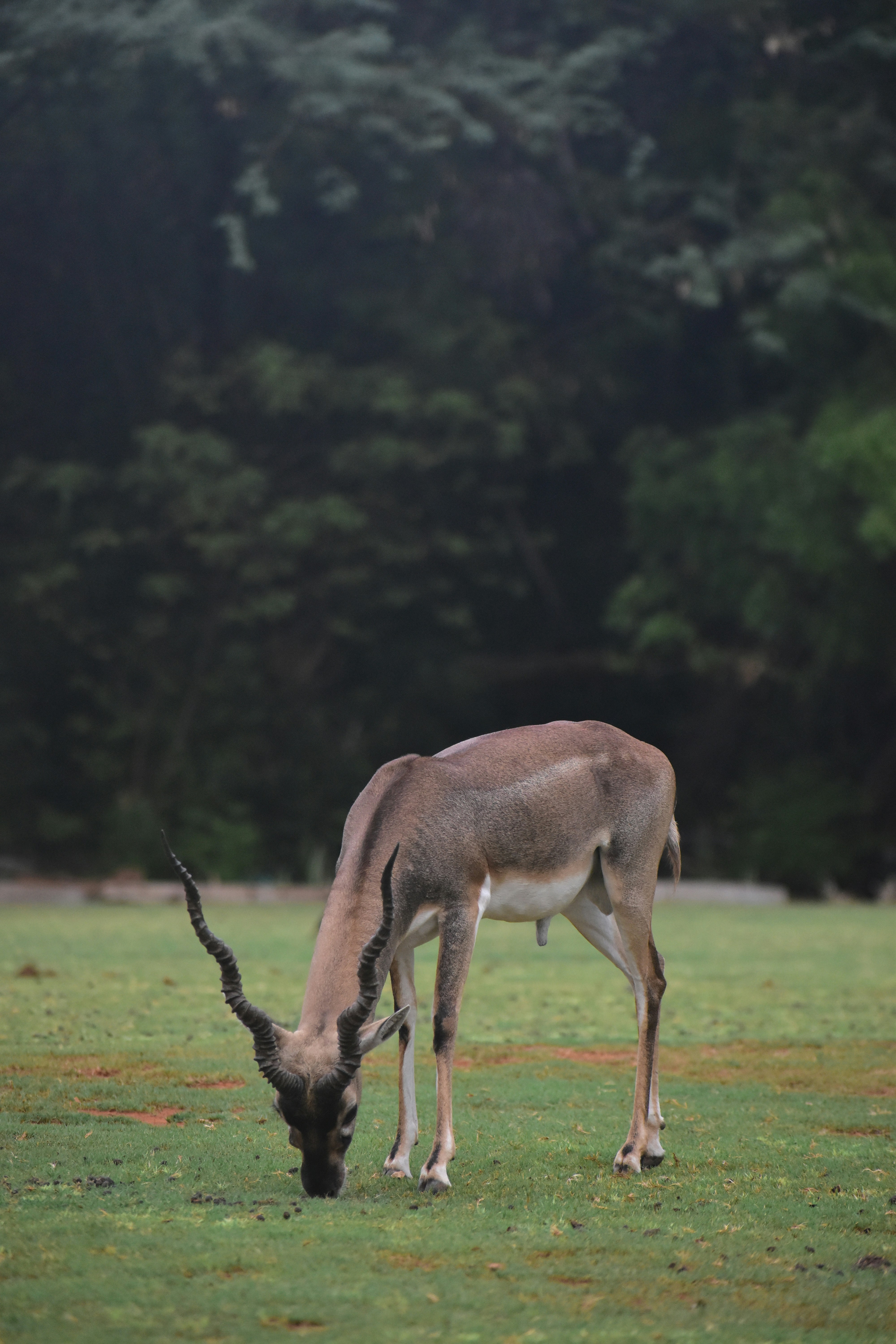 Grazing Antelope at the Edge of a Quiet Field