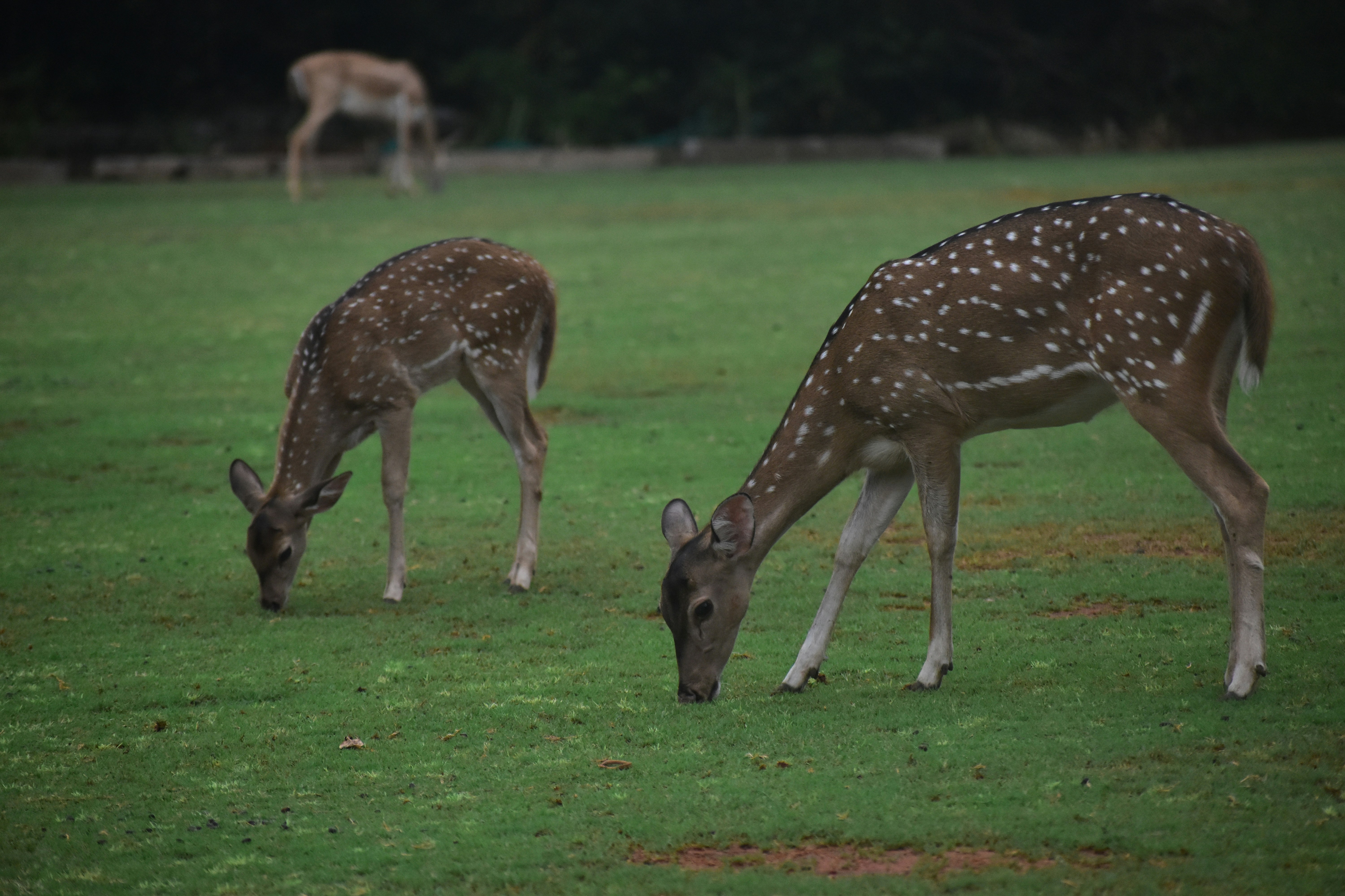 Foreground Fawn and Doe Grazing in Soft-Variation Grassland