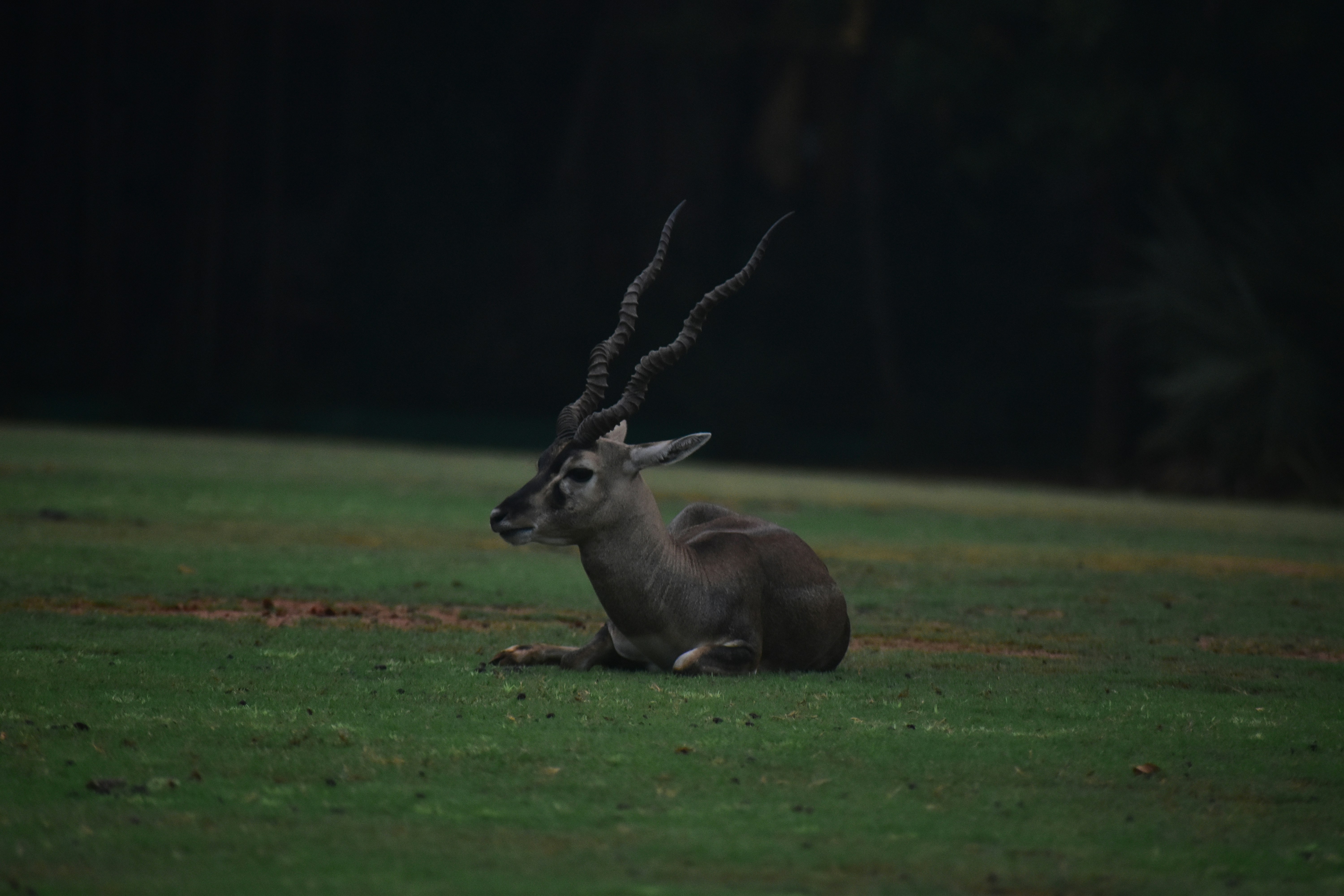 Majestic Stare: A lone kudu reclining in a dim pasture