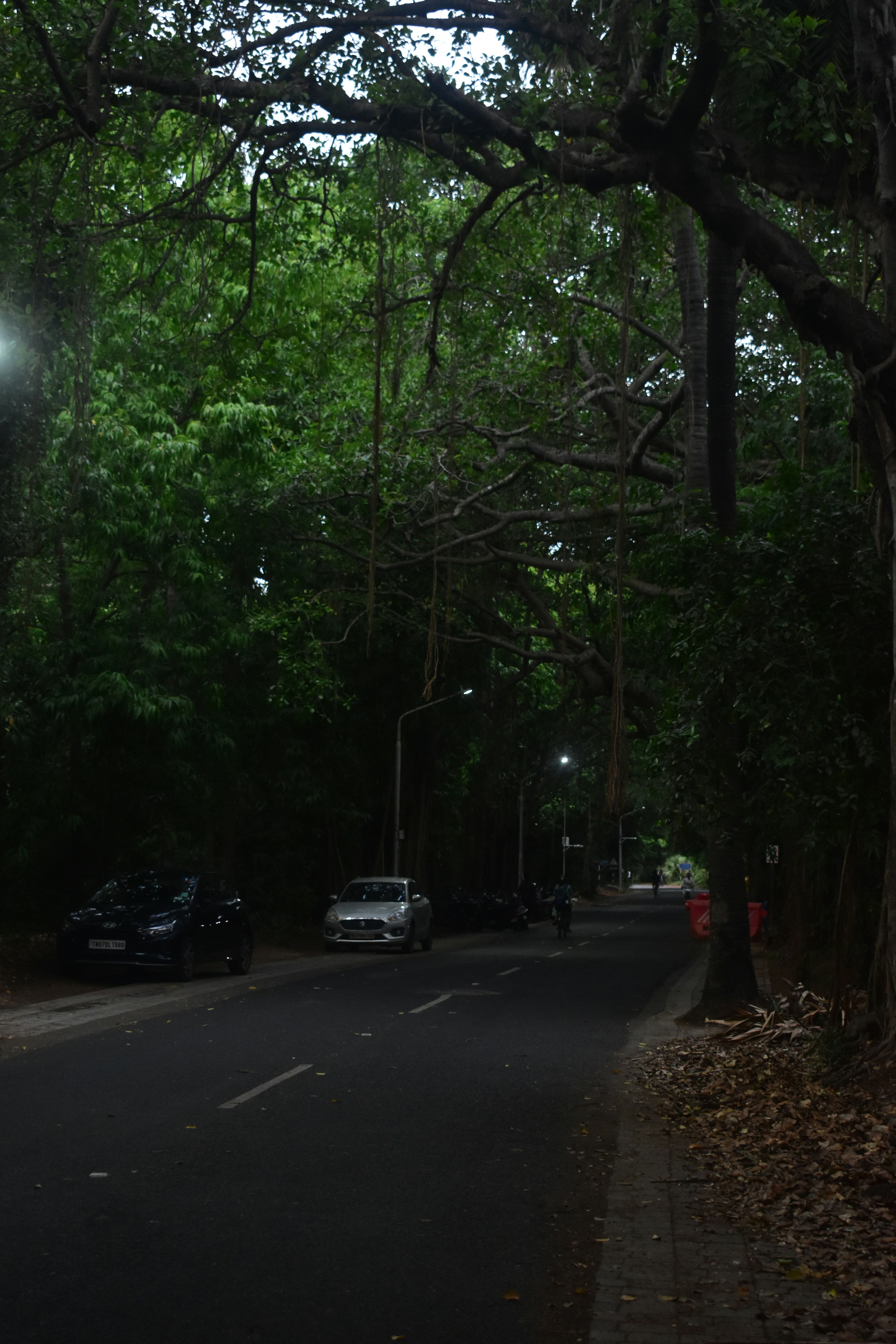 Midnight Boulevard: A Shaded Street Framed by Quiet Canopy