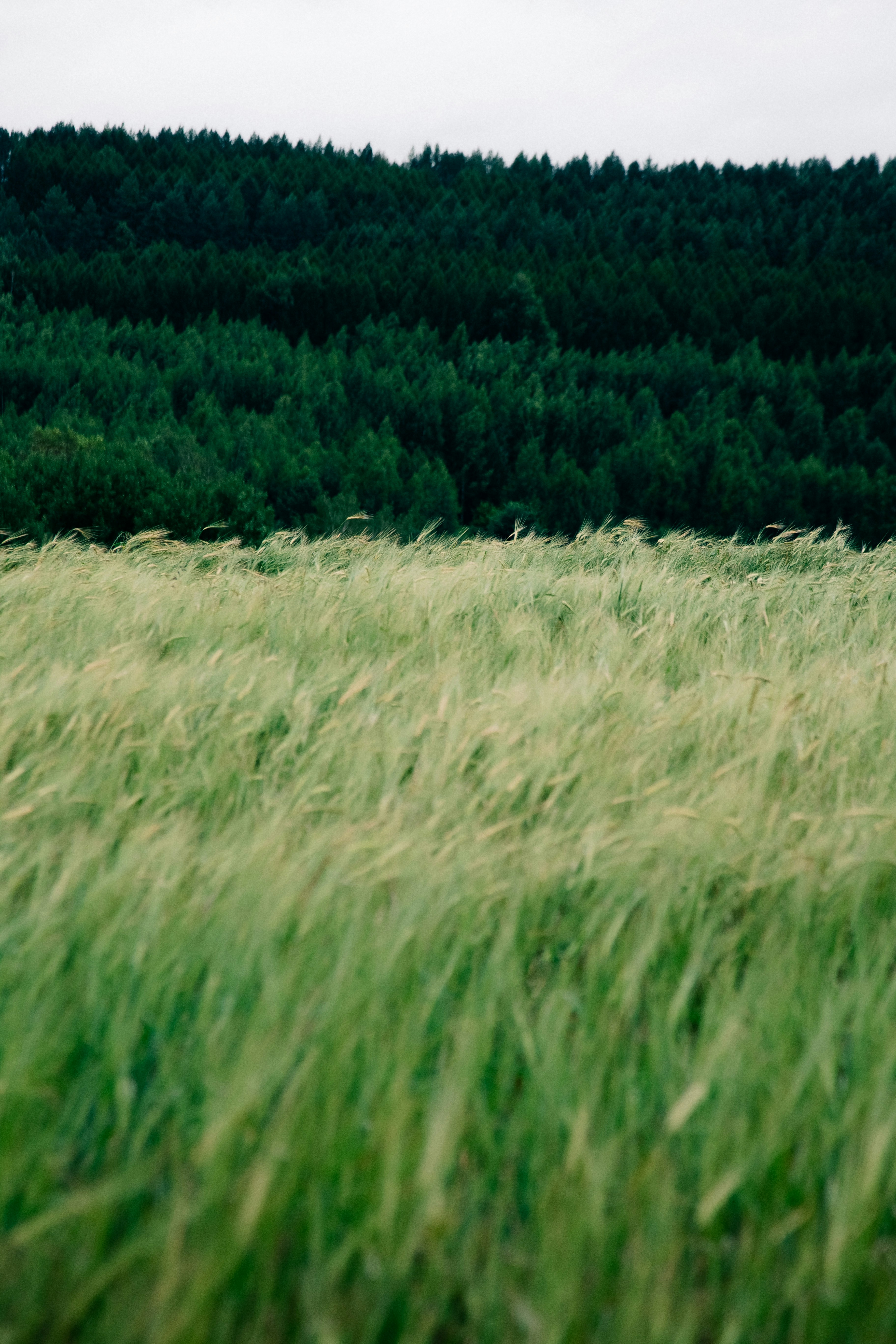 Windward Field: Golden Grass Reaches Toward a Quiet Forest