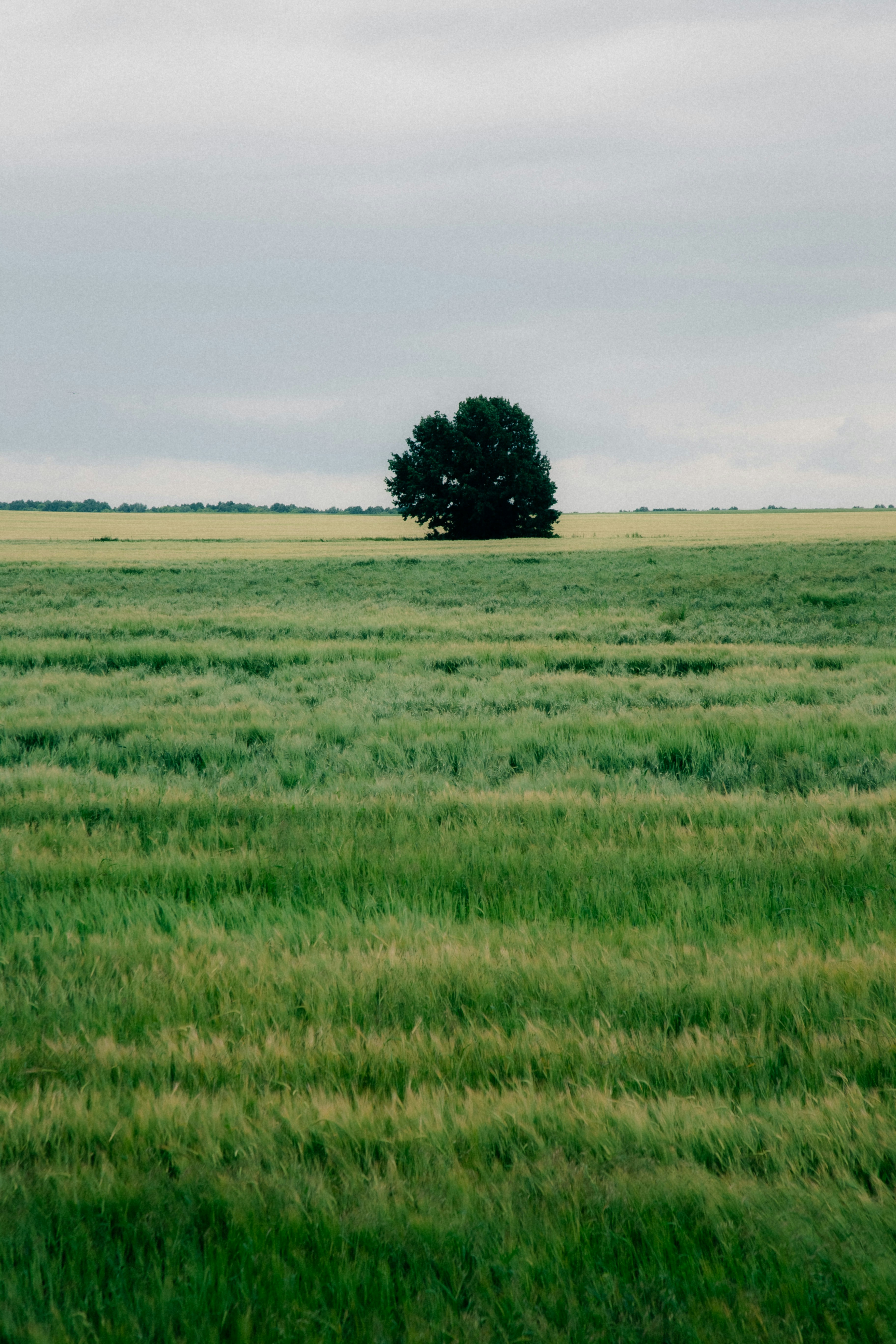  lone tree on a vast prairie under soft morning light