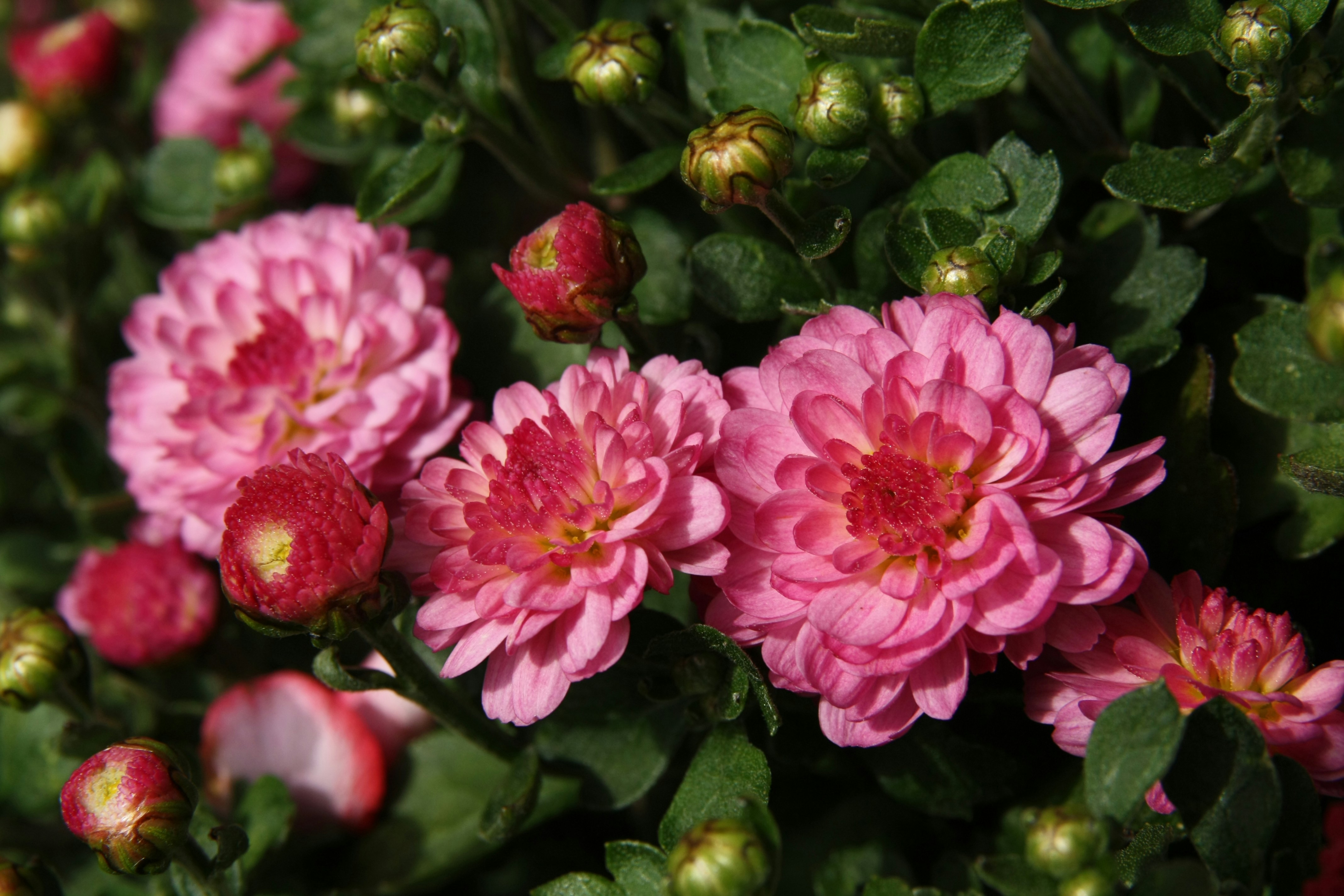 Pink Blossom Mosaic: A Cluster of Garden Roses in Full Flush