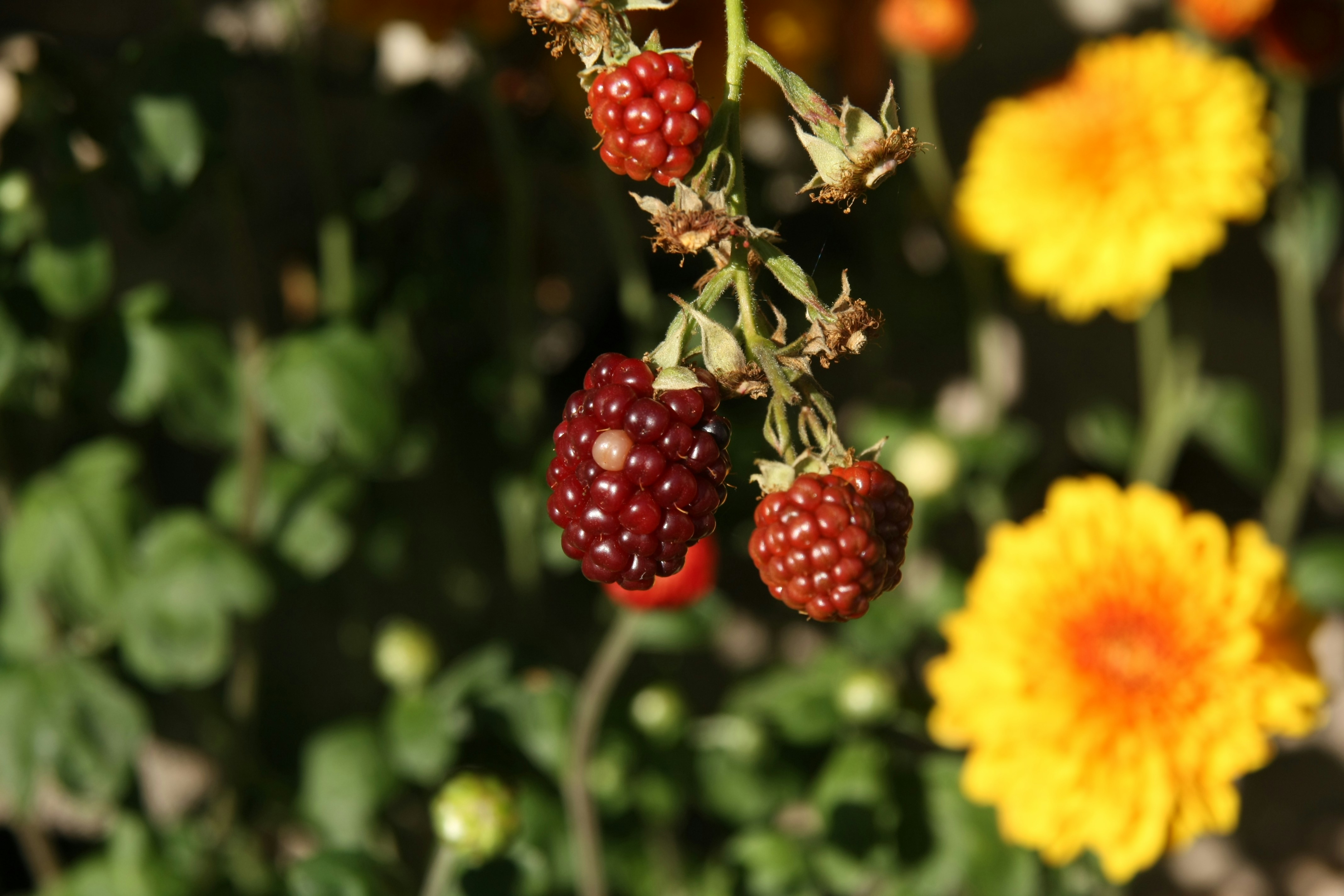Red Berry Halo: A Closer Look at Ripened Berries Amid Golden Blooms