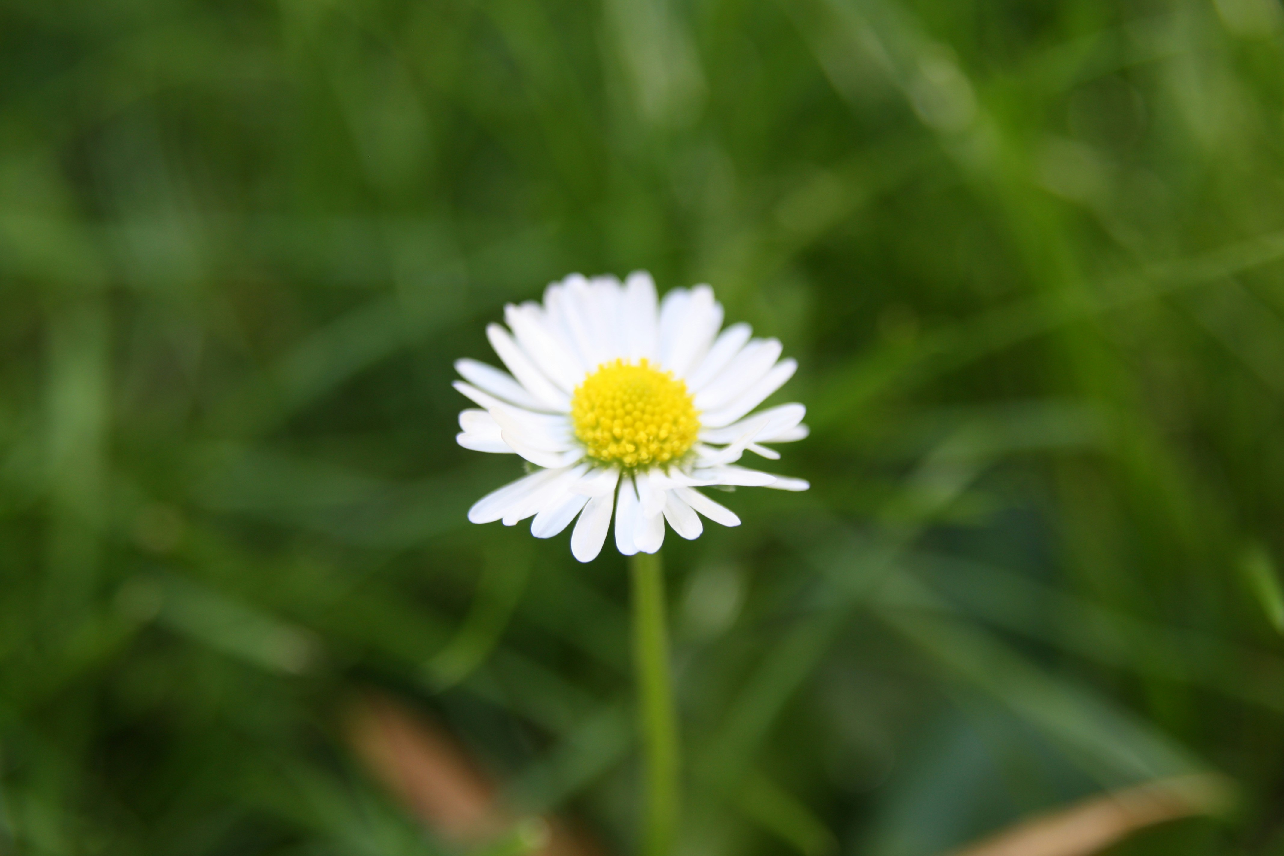 A single white daisy with a yellow center stands in soft-focus greenery, highlighting a simple garden moment. This is a natural photograph.