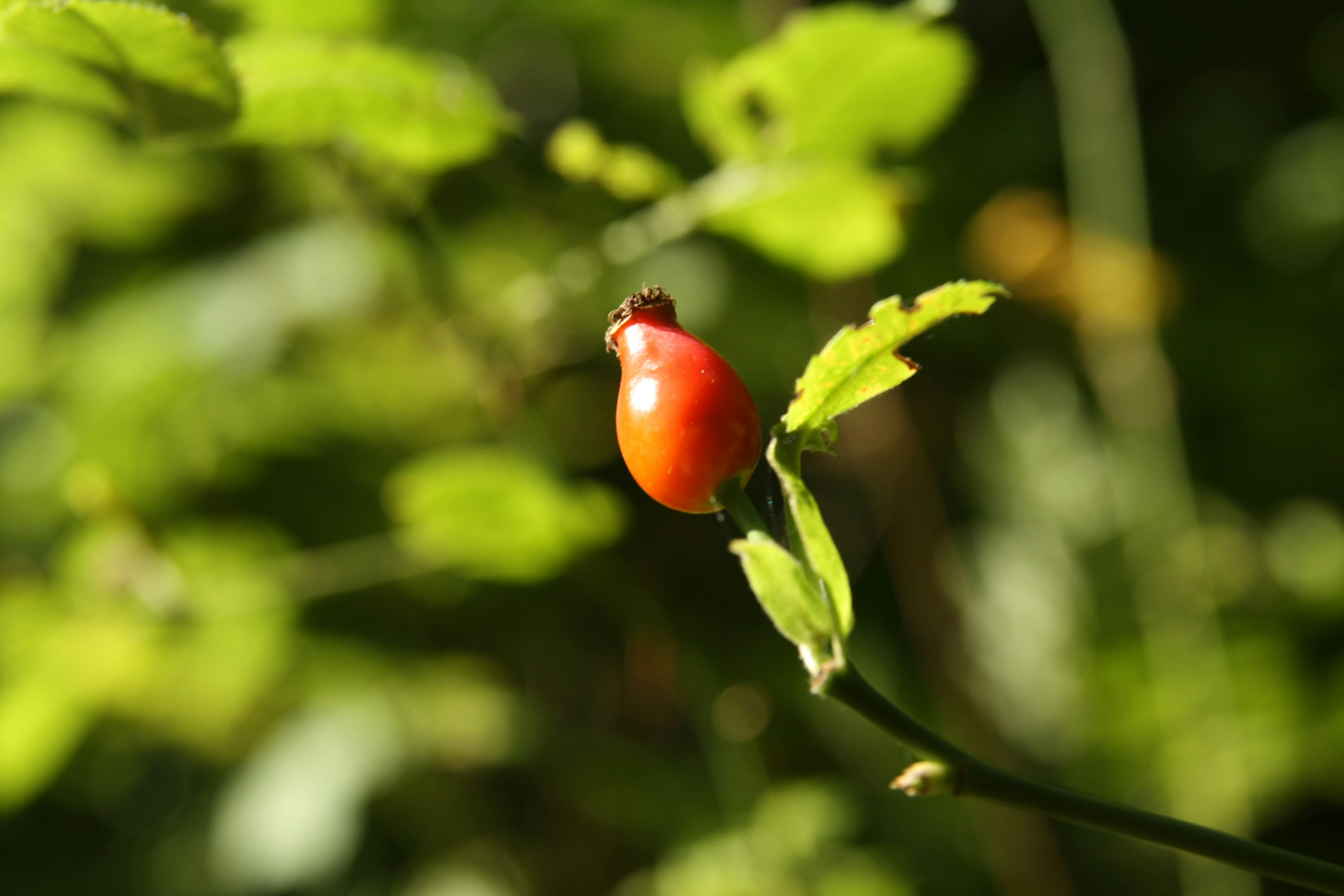 Single Red Berry on a Gentle Bend