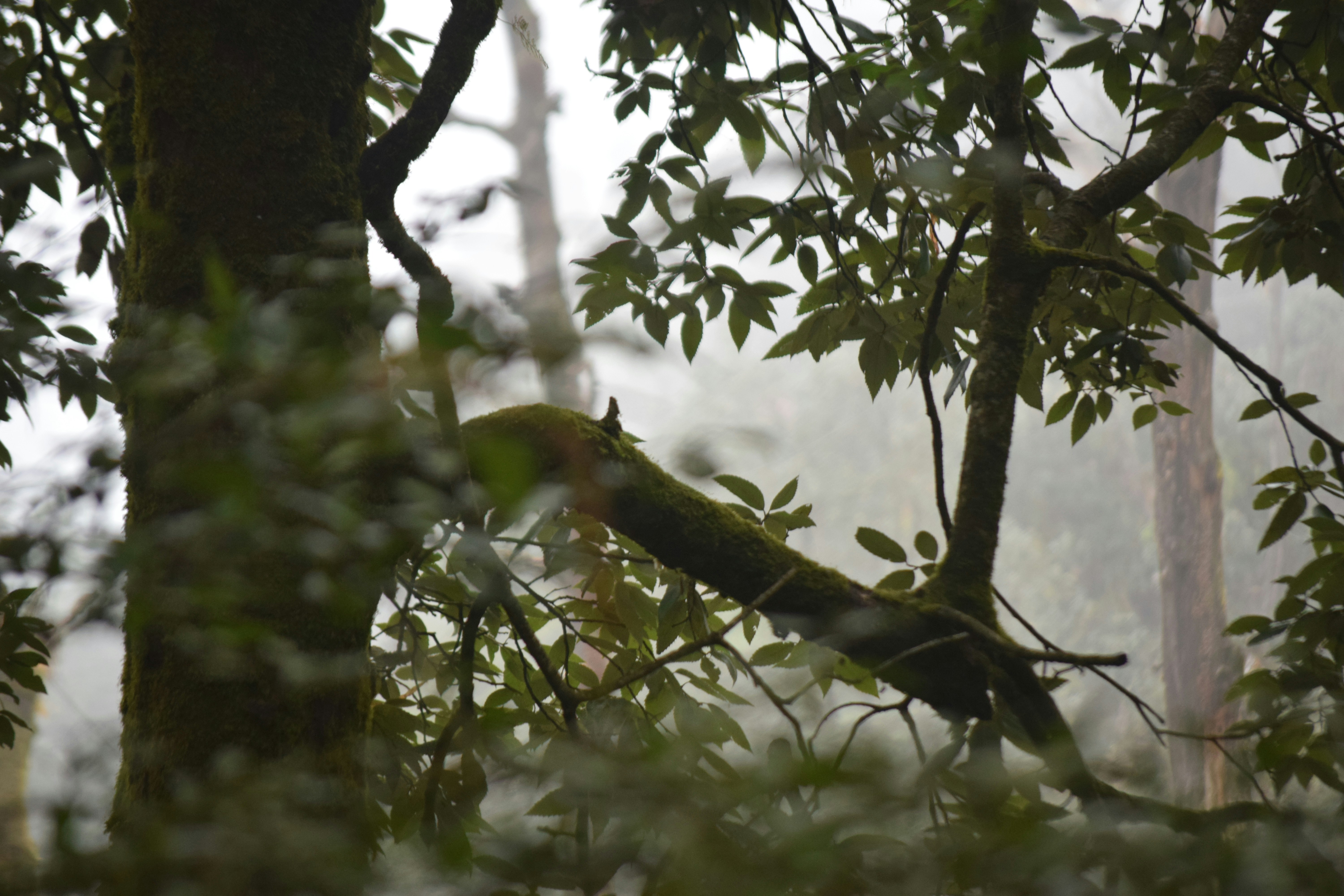 Hidden Gnarled Branch Through Mossy Canopy