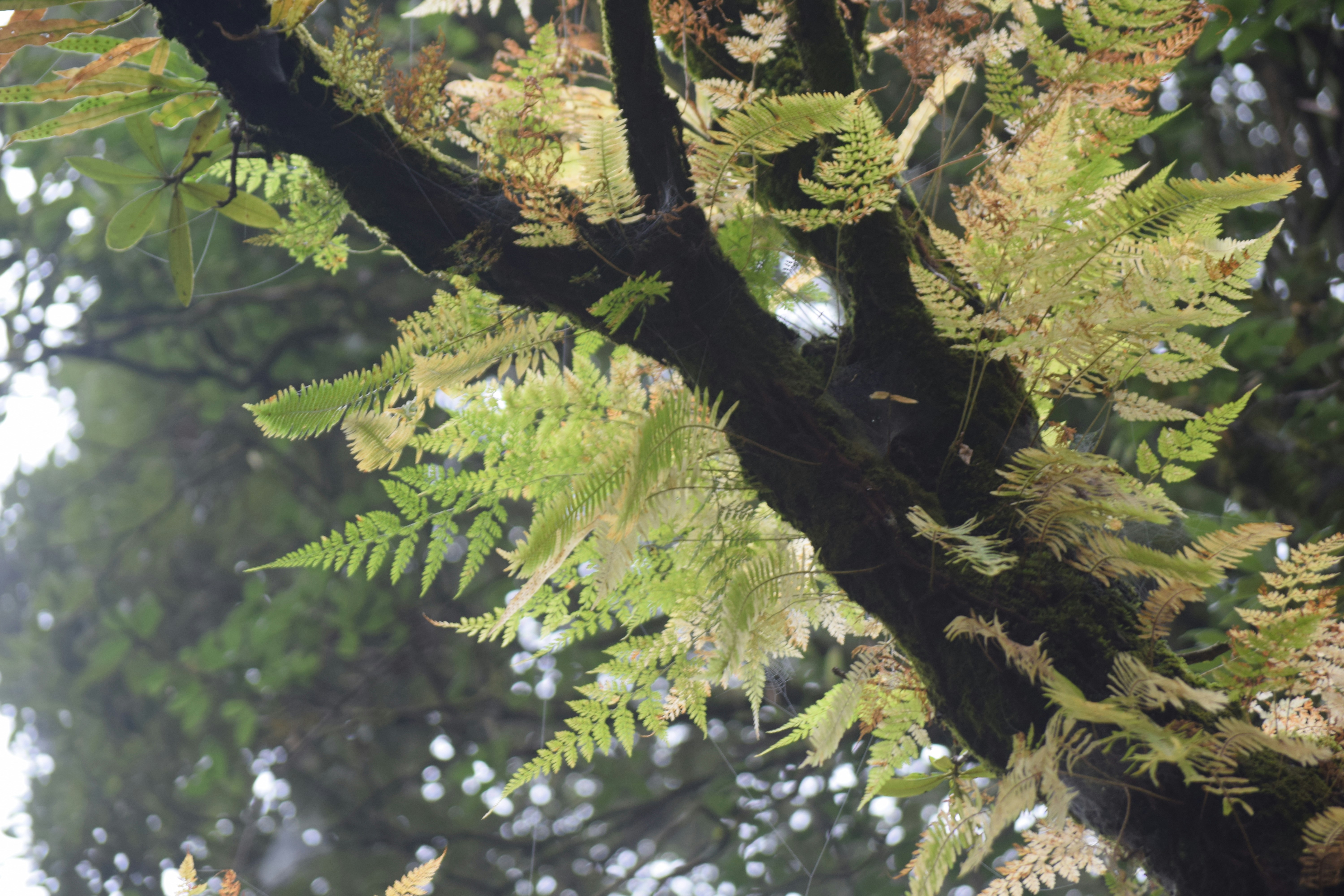 Sunlit Fern Fronds Clinging to a Mossy Branch