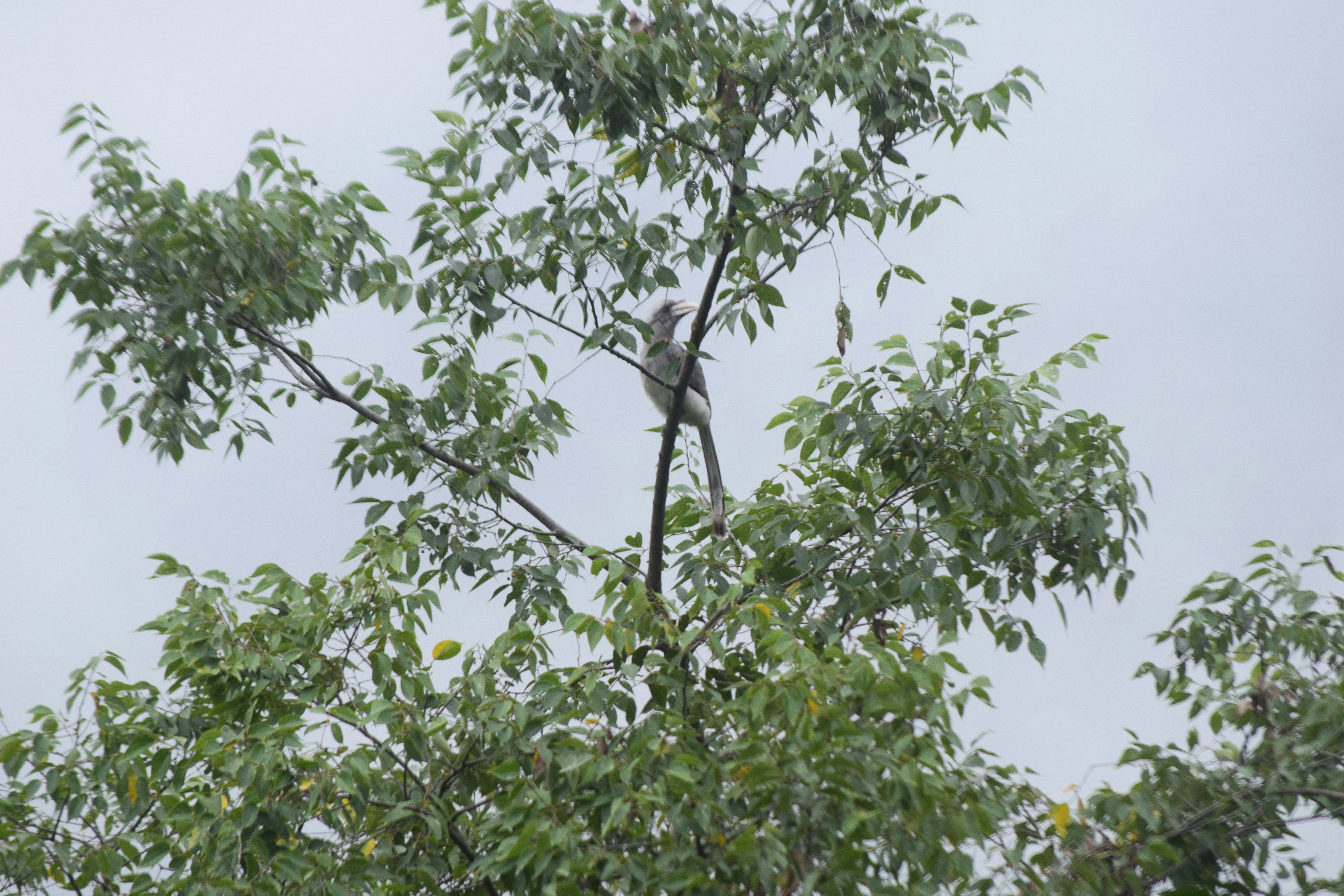 Sparse tree canopy against a pale sky, with a central branch structure and small yellow fruits visible; a natural close-up of foliage without a clearly dominant subject.