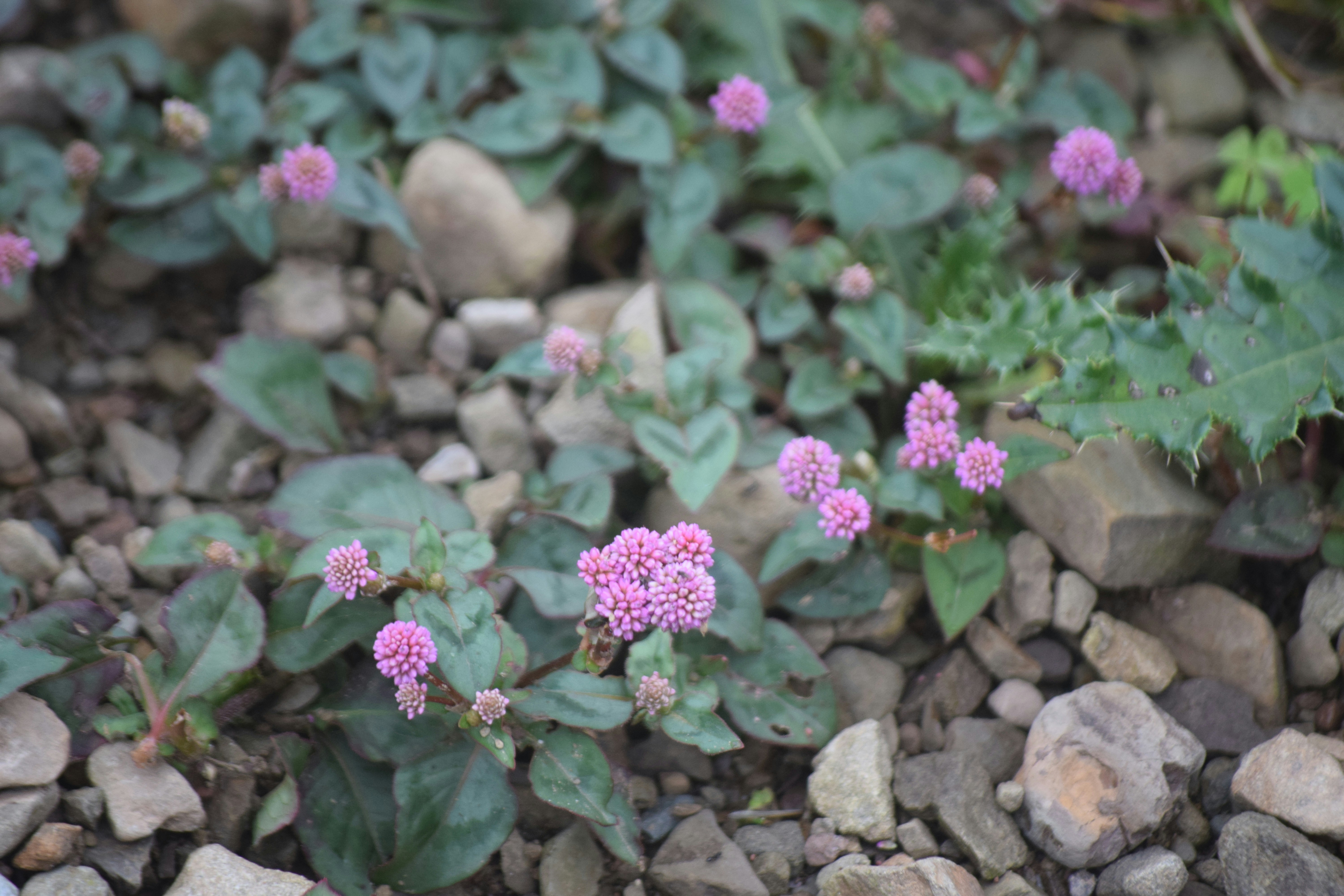 Pink Globe Flowers Among Pebbles: A Quiet Garden Moment