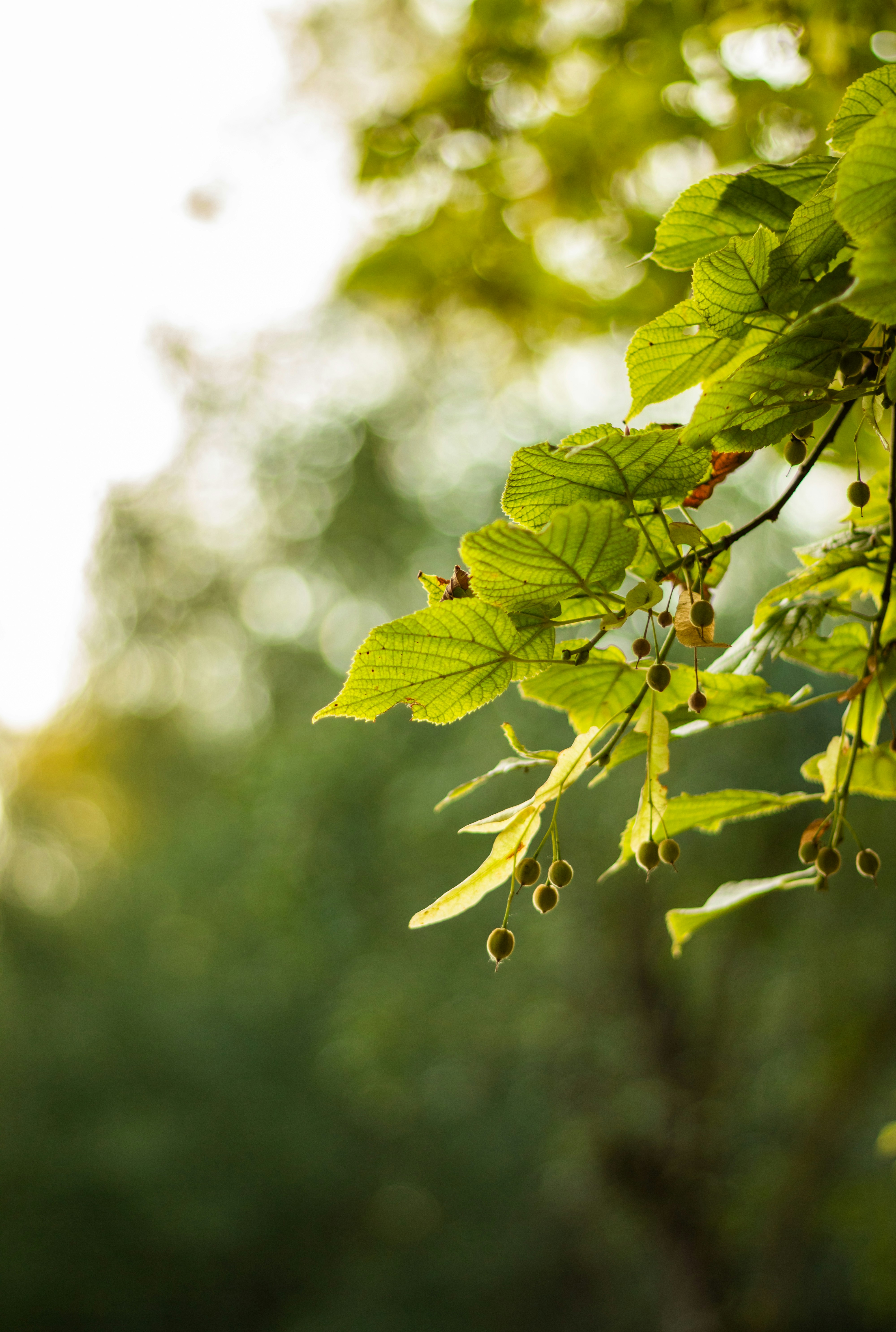 Sunlit Foliage: A Close-Viewed Berry-Lined Branch in Spring Light