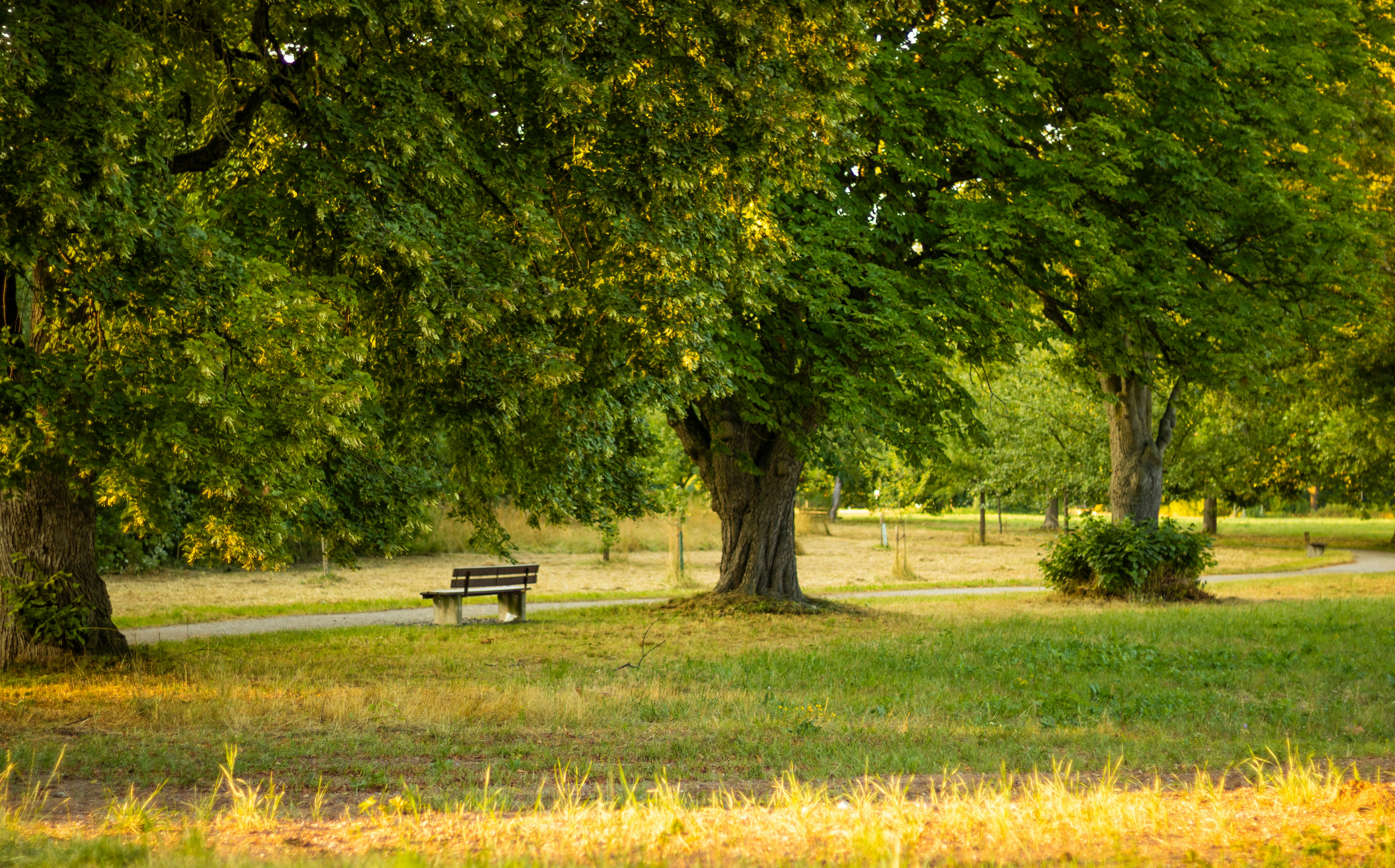 Sunlit Park Scene: A Quiet Bench Beneath Stately Trees