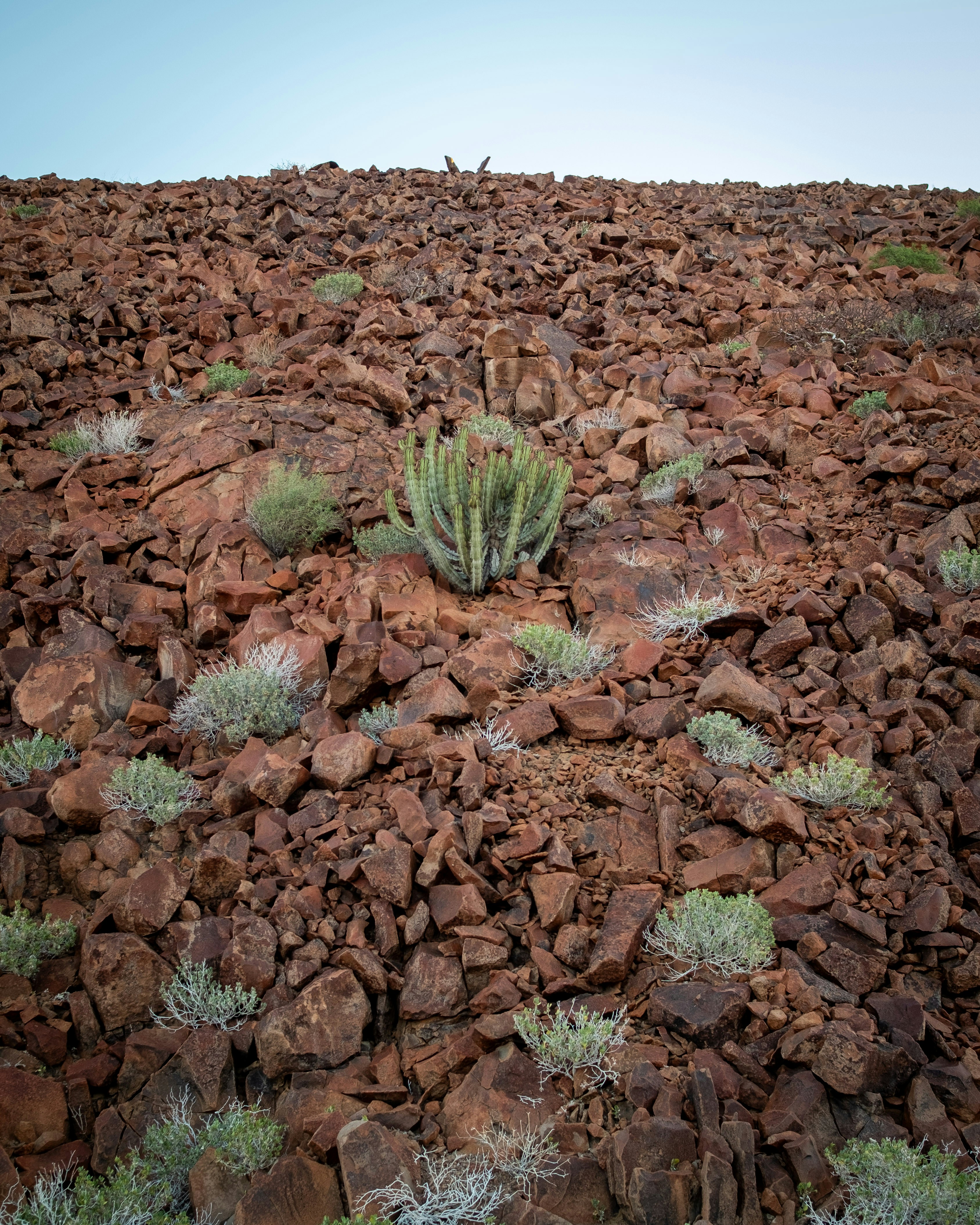 Desert Crown: A Sage Amid Red Rubble