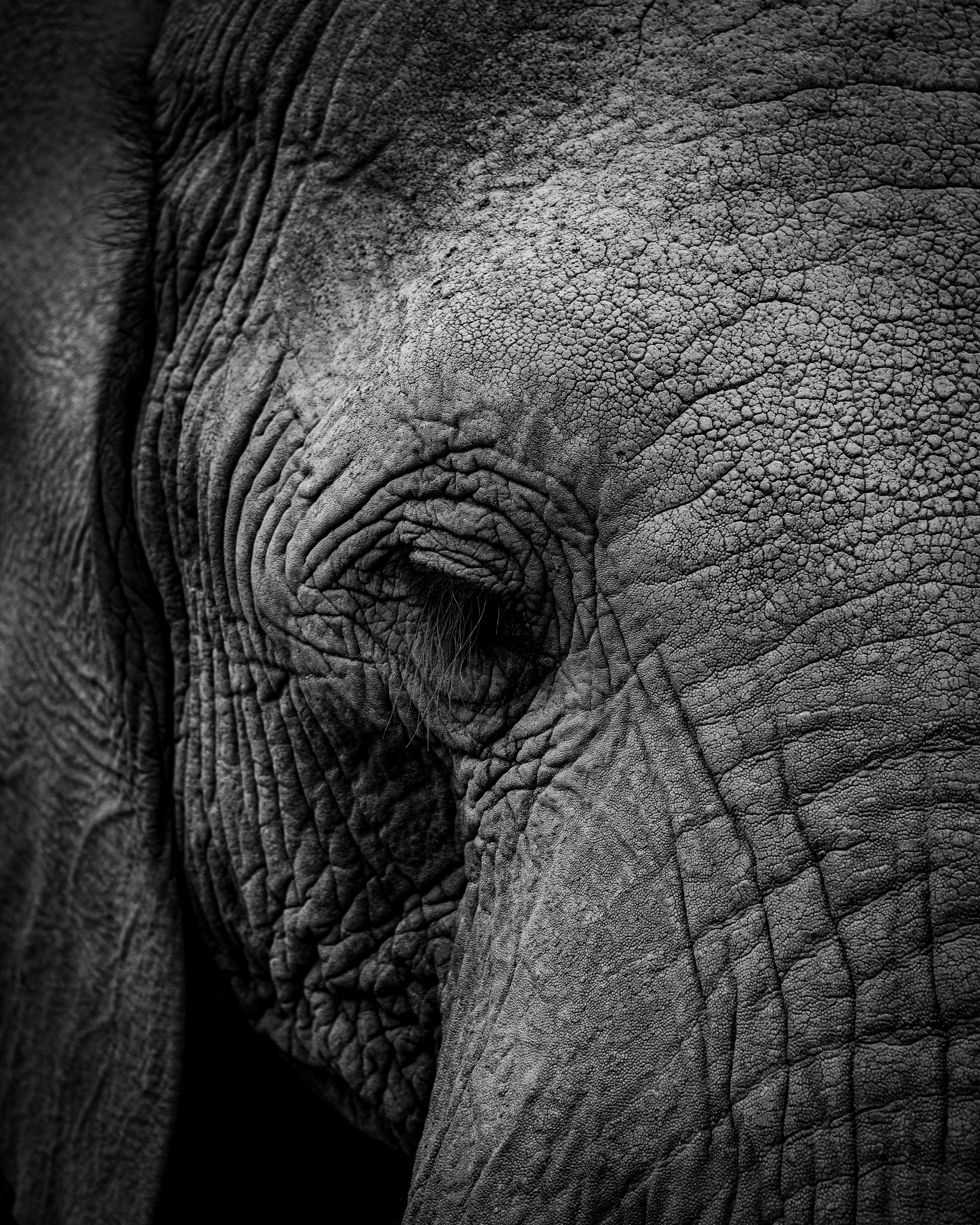 Wrinkled Giant: A Close Portrait of Elephant Texture