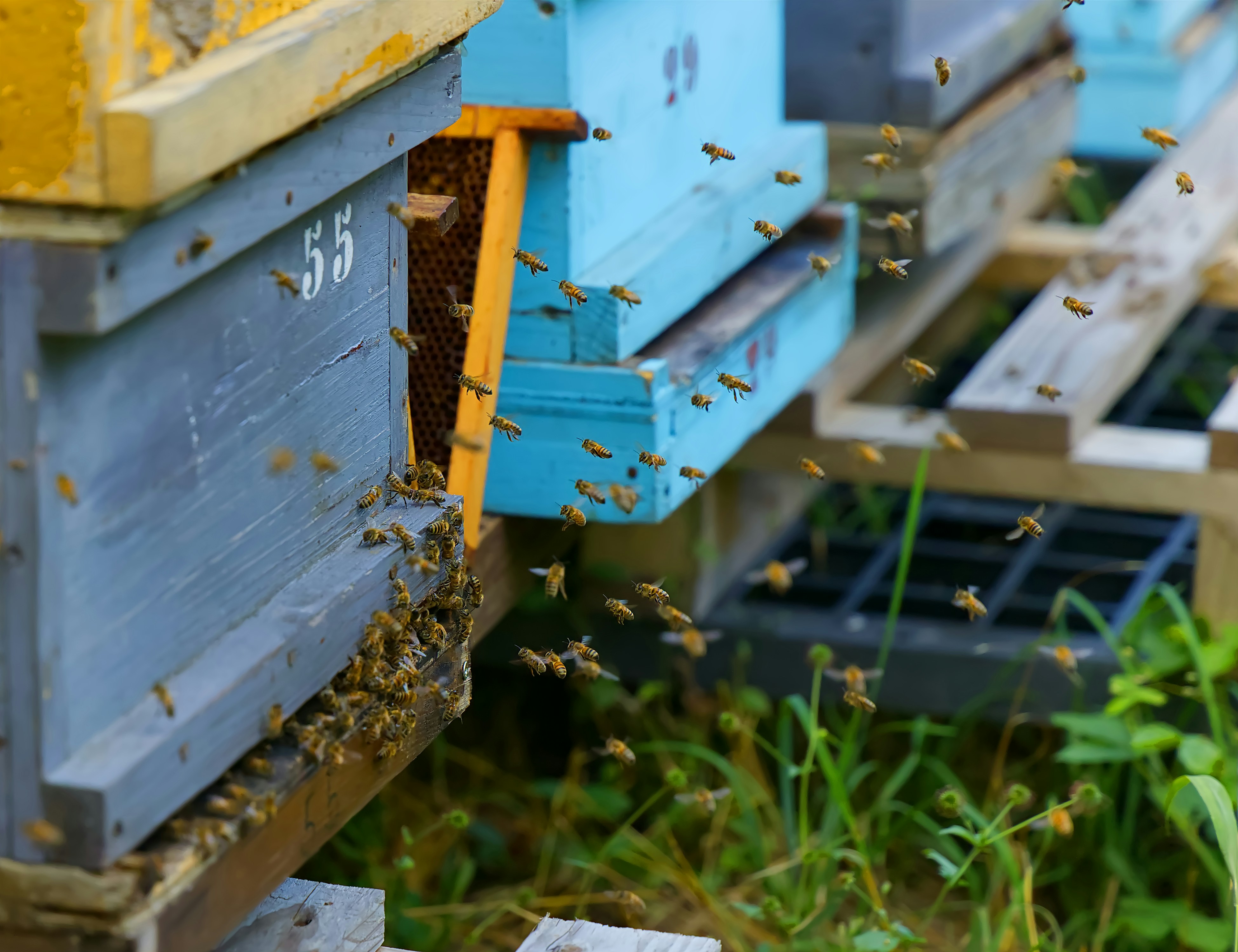Bee Entourage at the Blue-Grey Beehives