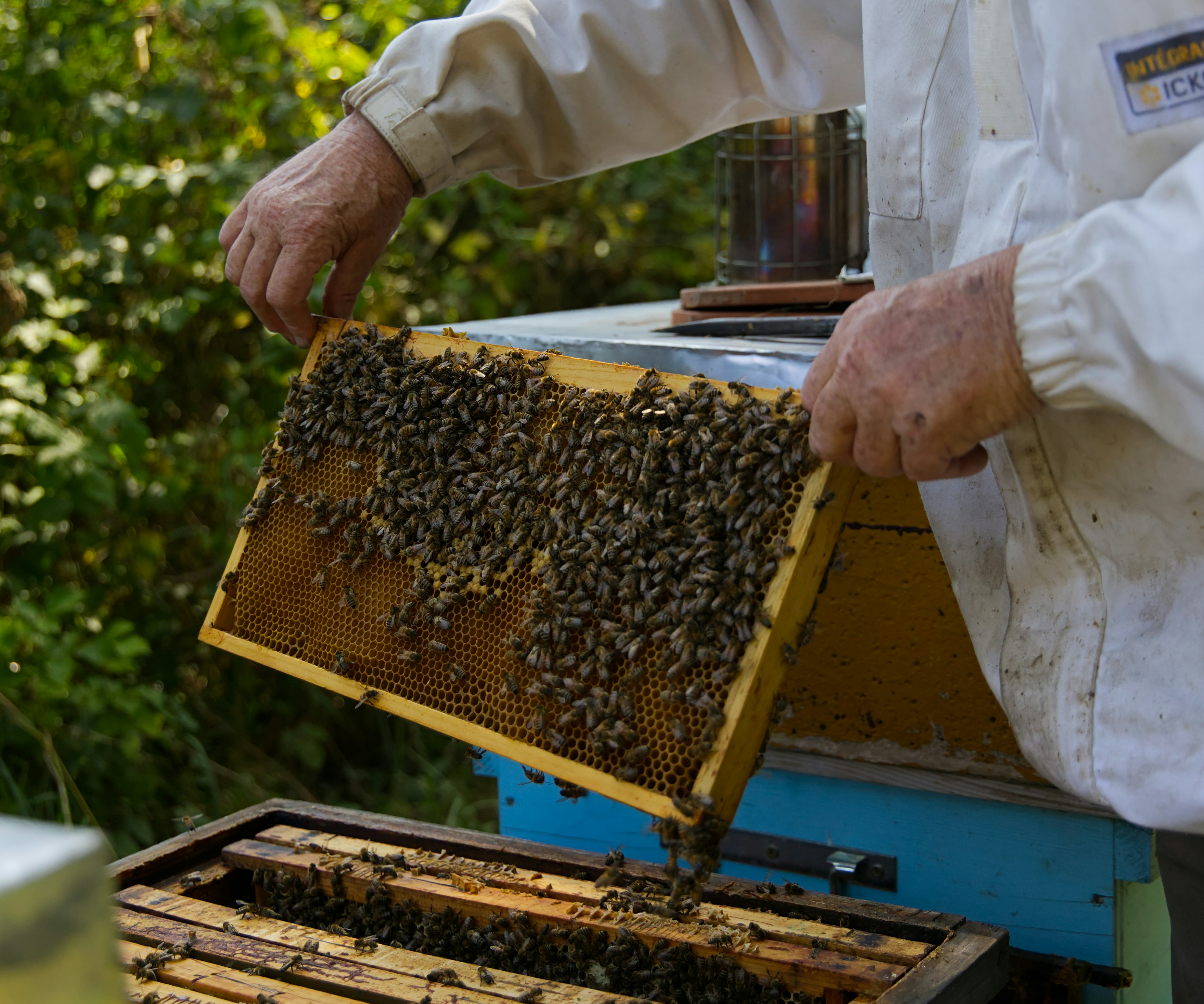 Beekeeper’s Handwork: Inspecting a Live Honeycomb Frame