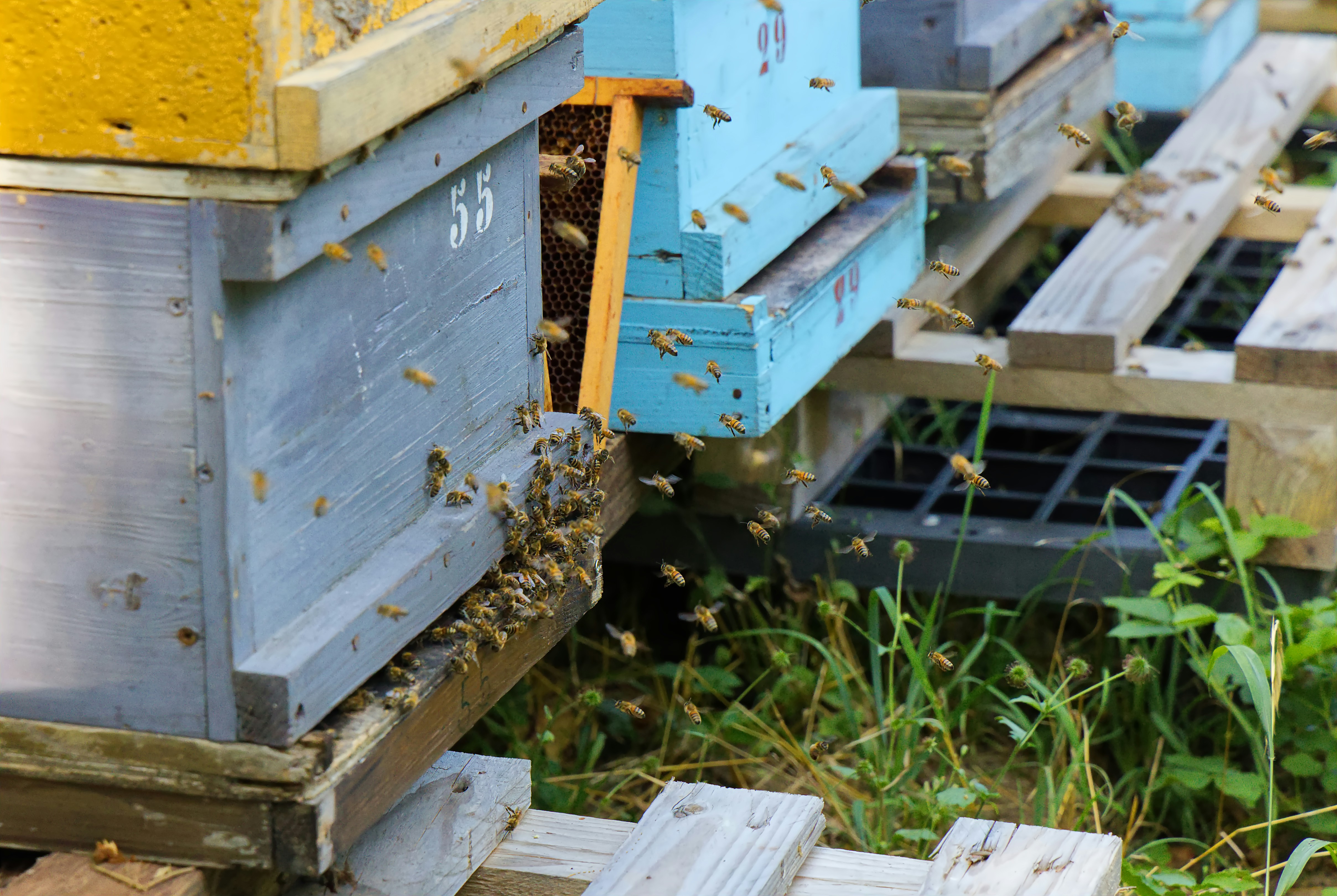 Bee Busy: Honeybees at the Entrance of a Blue-Gray Hive Stack