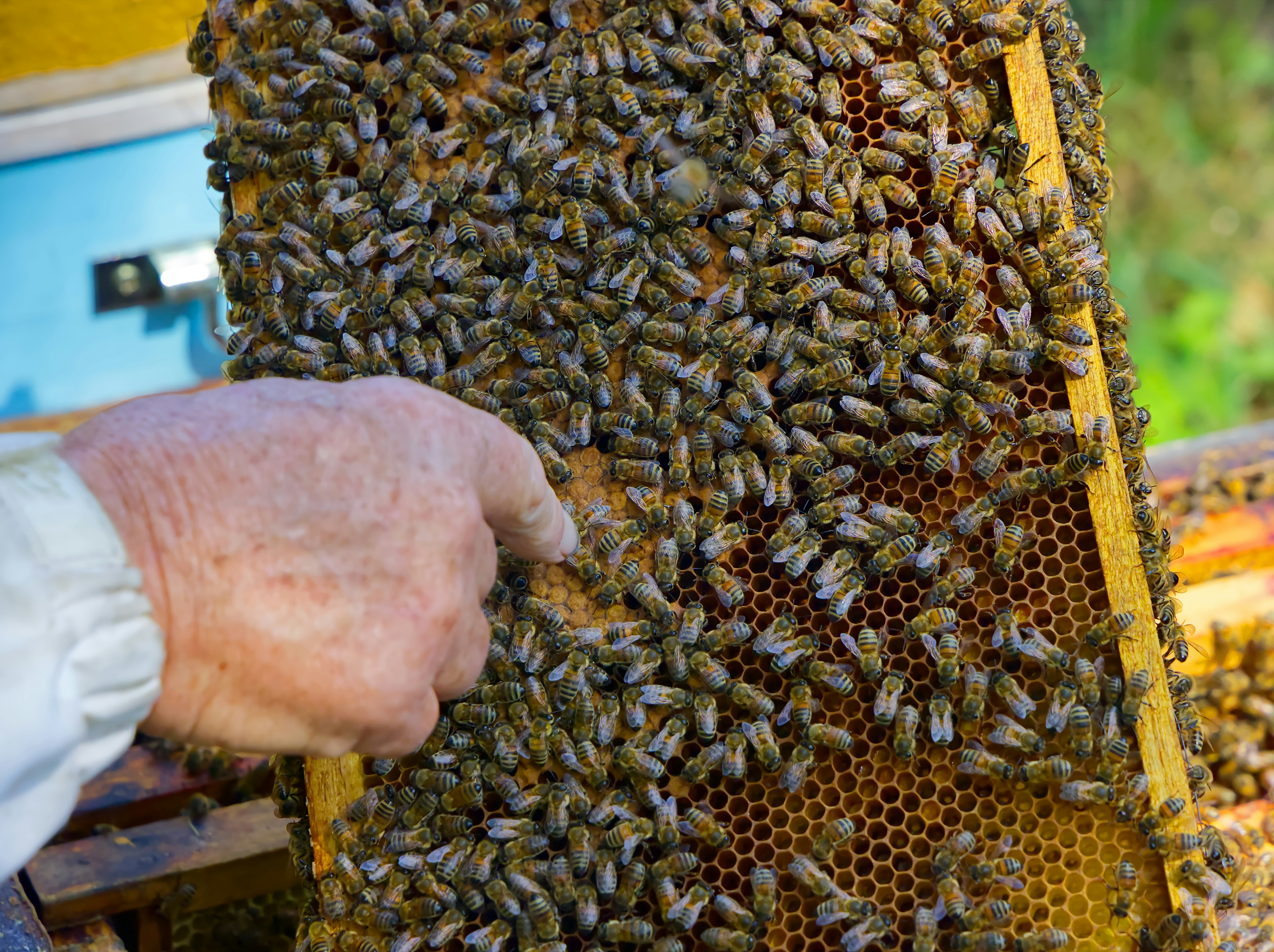 Hands at the Hive: Inspecting a Honeycomb Frame