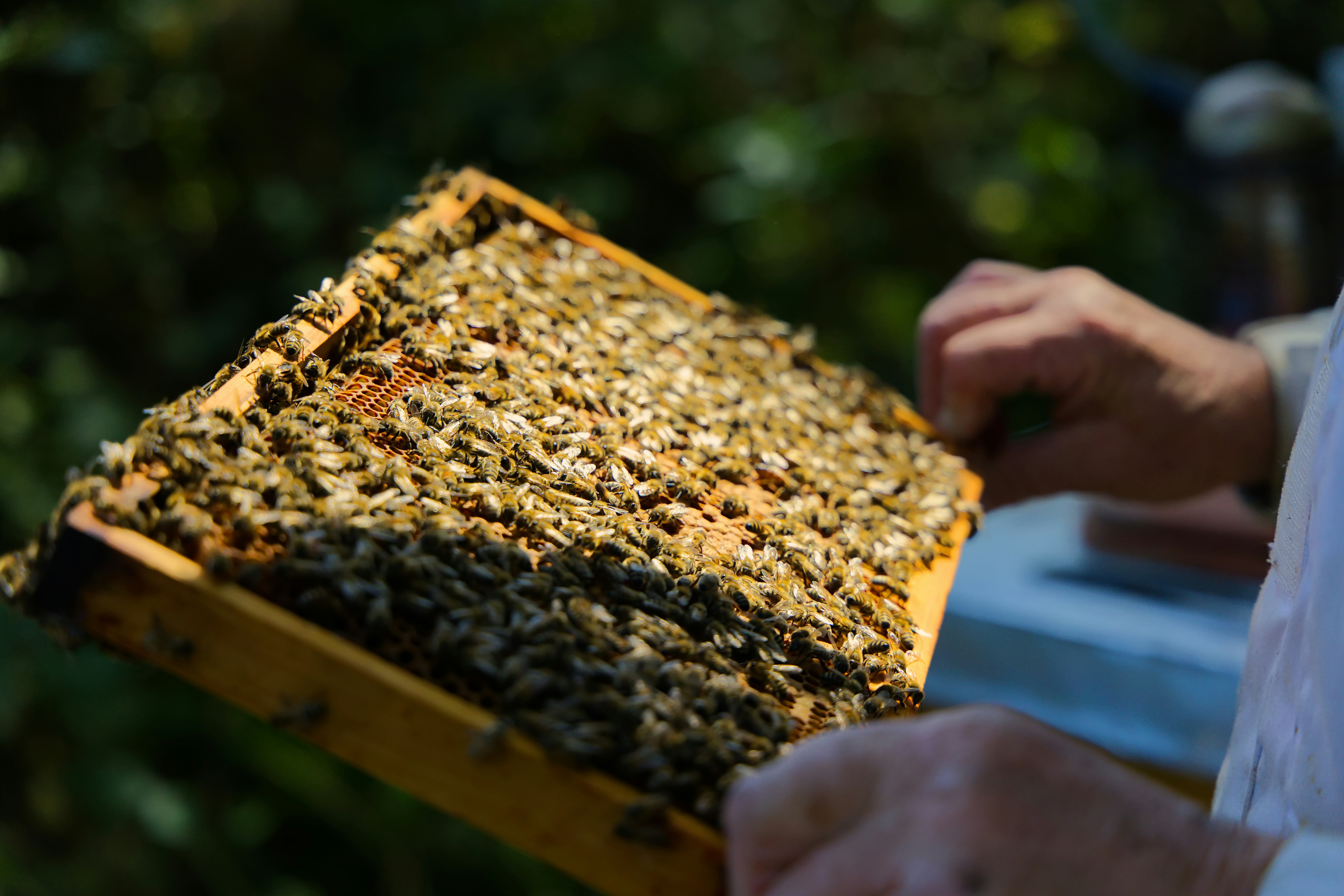 Honeycomb Canvas: A Beekeeper's Frame Brimming with Busy Bees