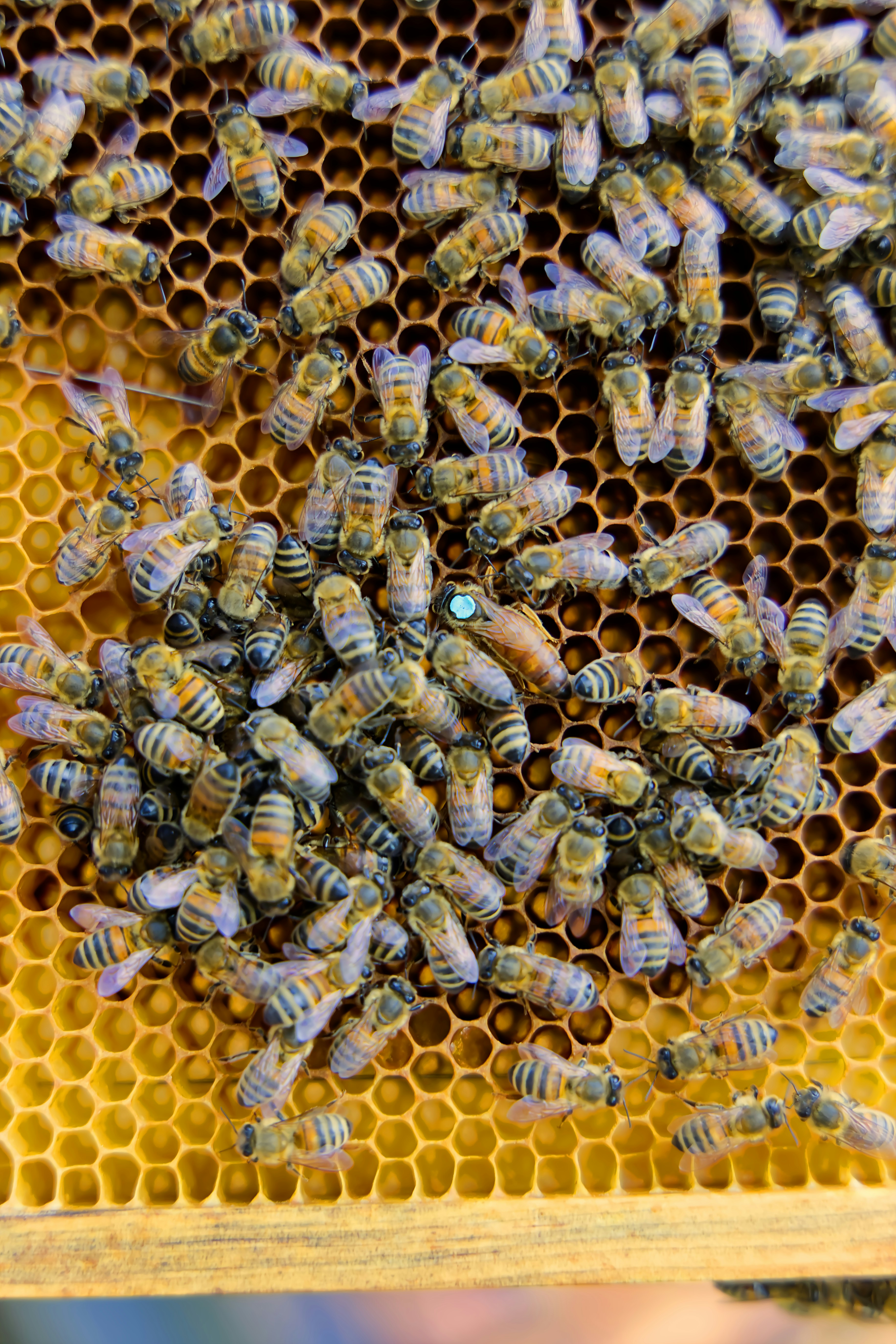 Honeycomb Chorus: Bees Clustered Over Woven Wax