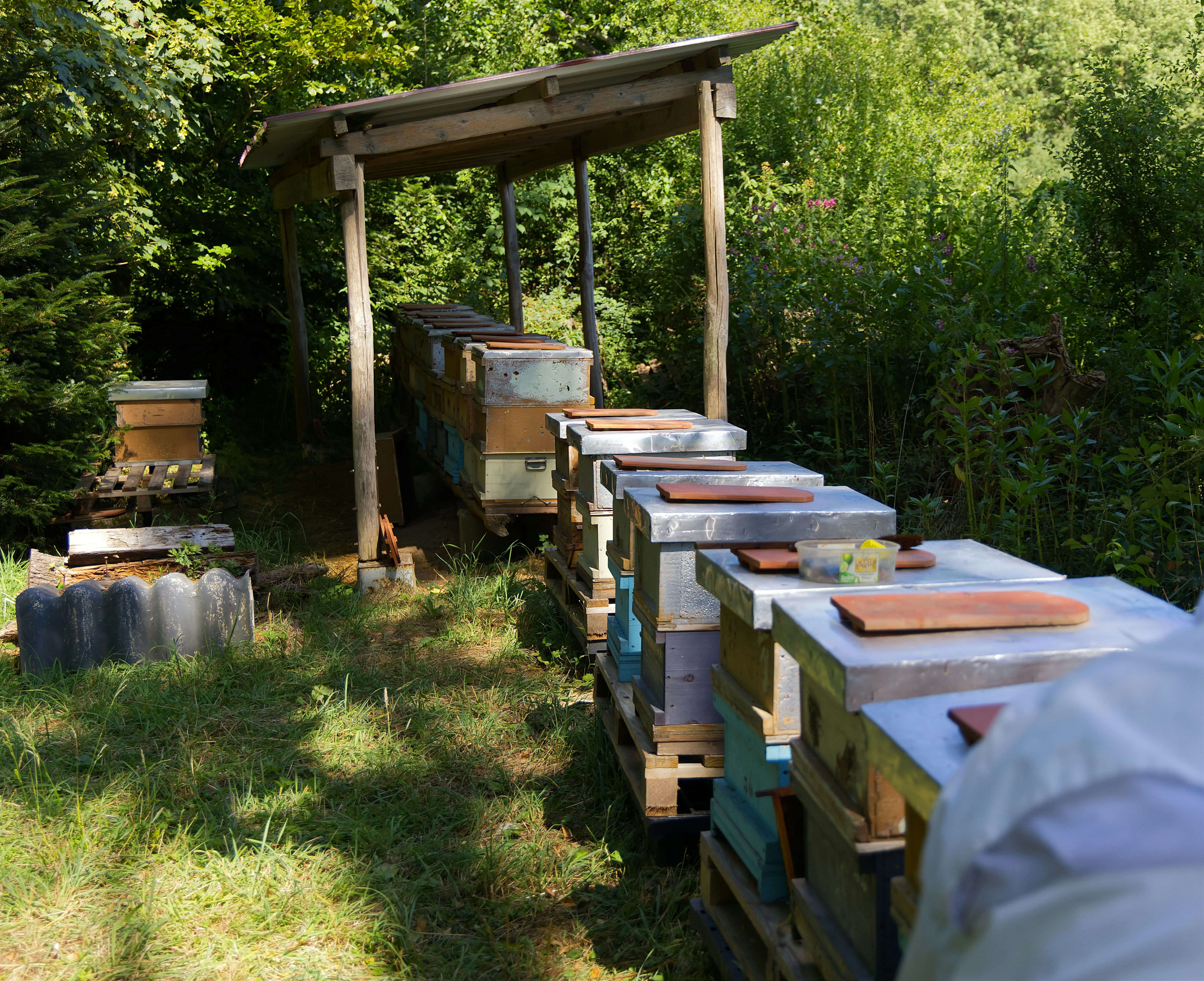 Beehives in a Quiet Garden Corridor