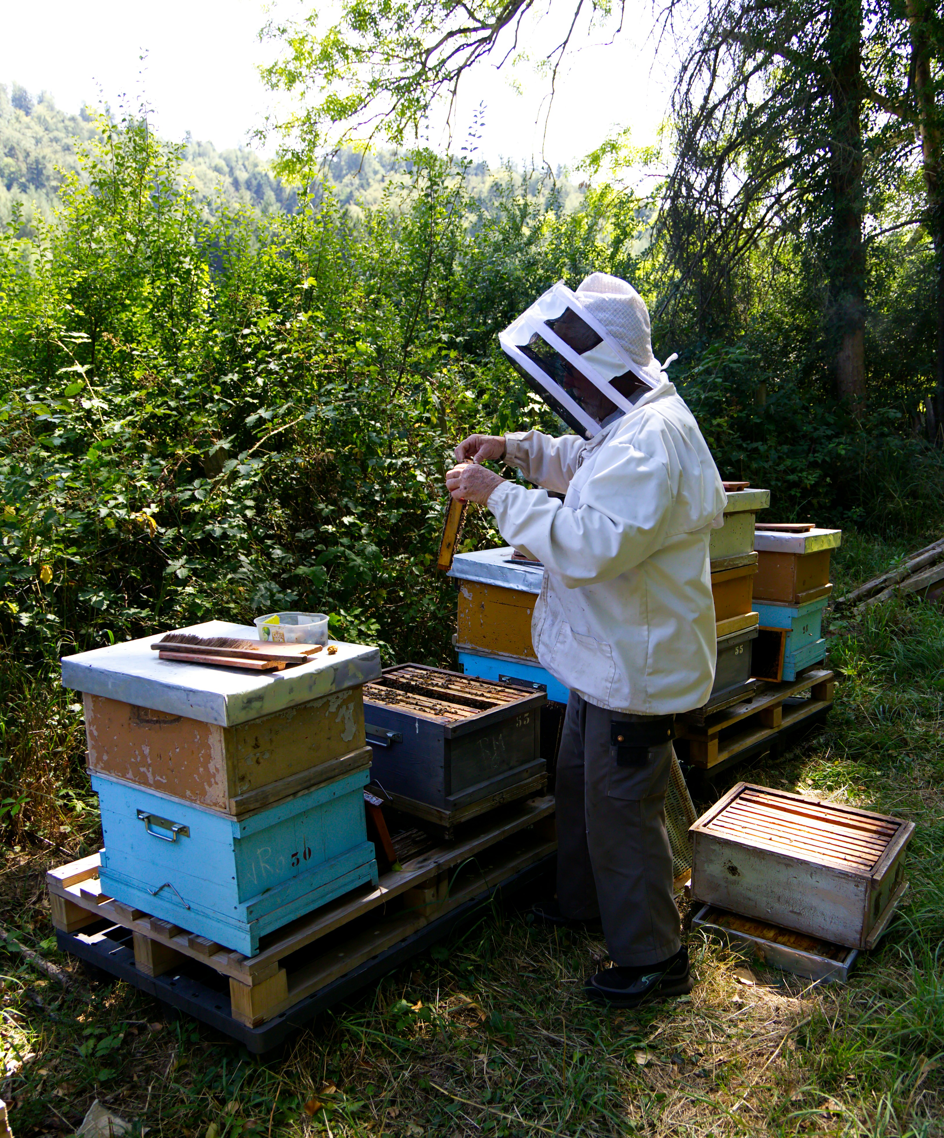 Beekeeper at Work Among Stacked Hives