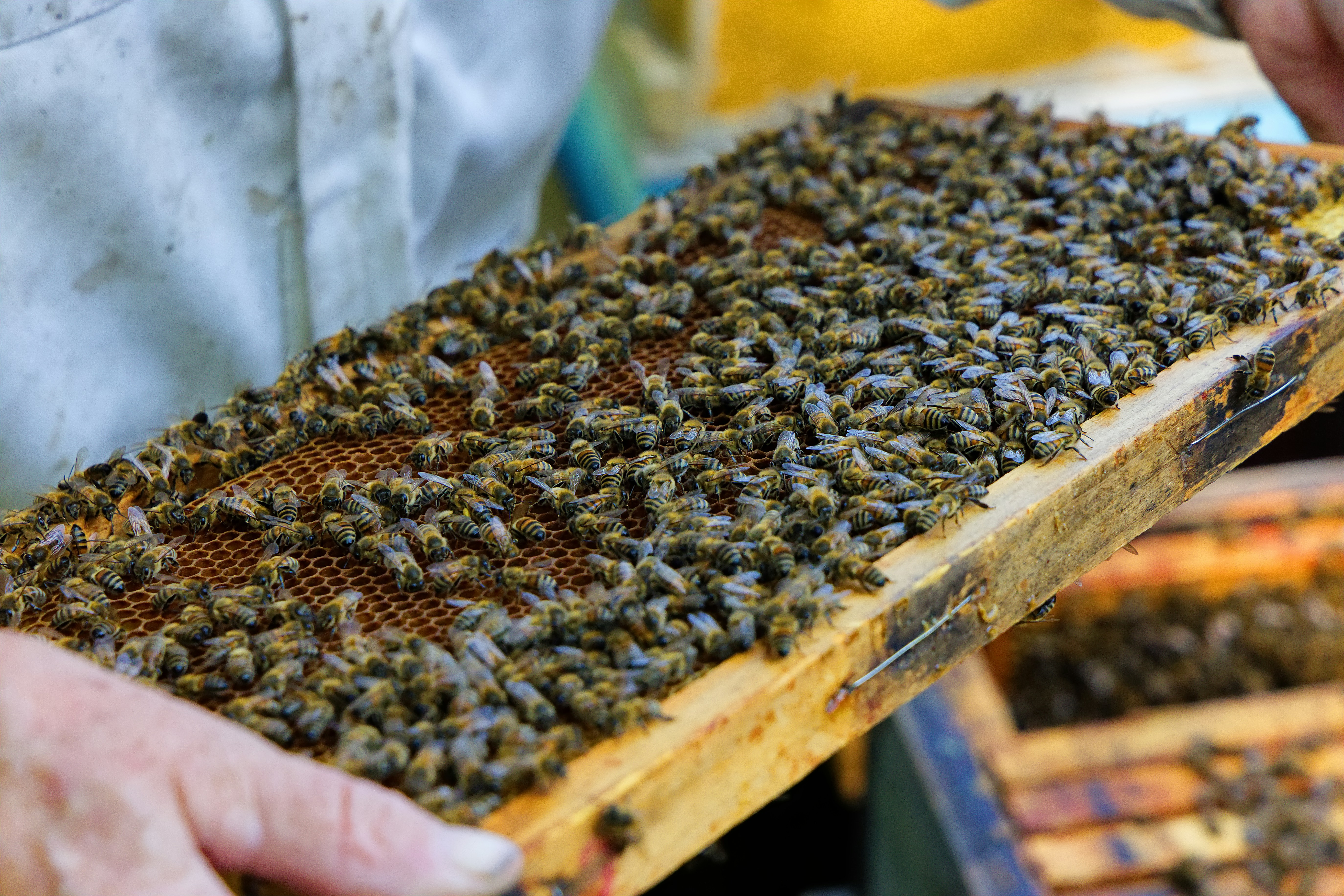 Bees on a Honey Mosaic: A Close-Up on the Busy Apiary