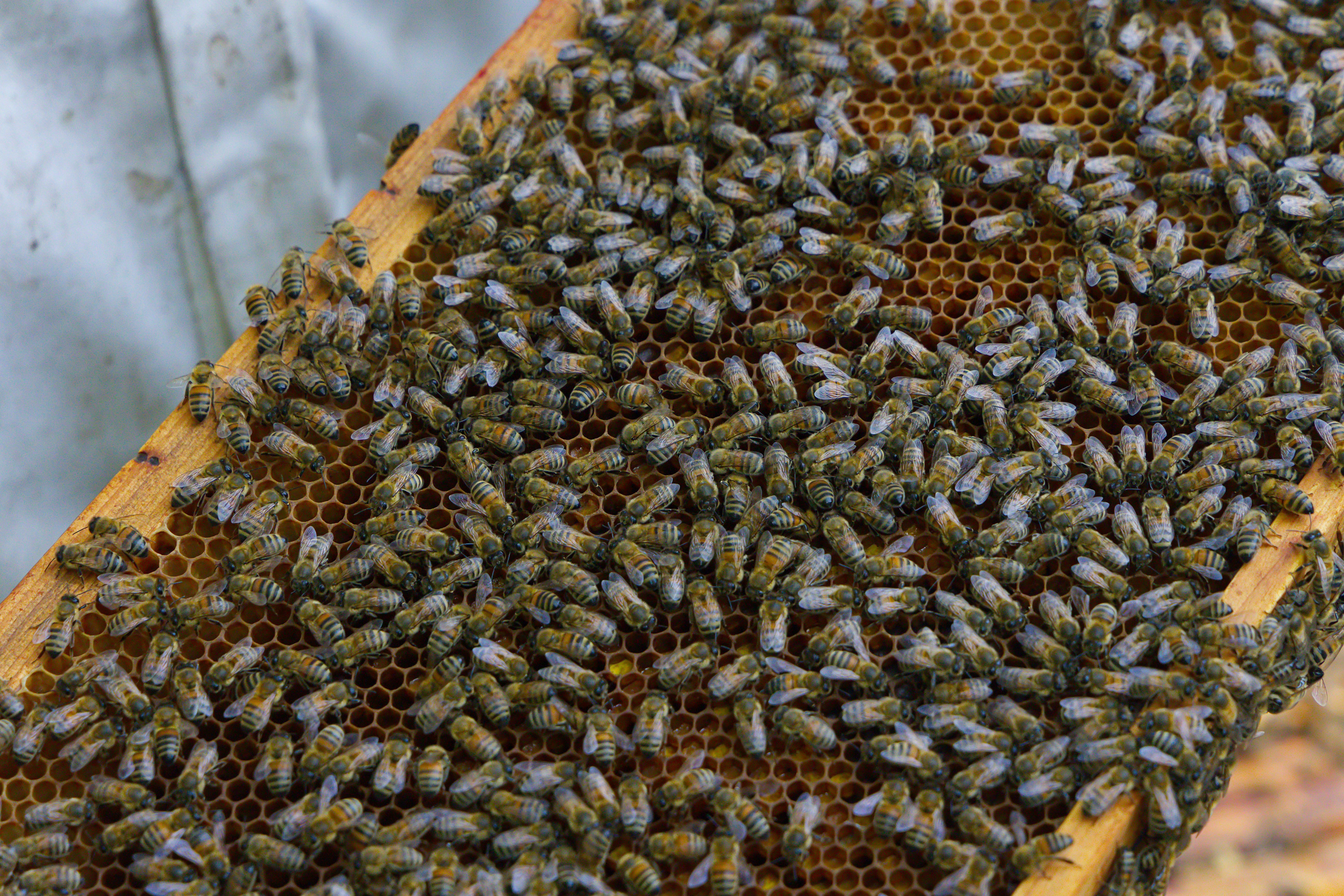 Bee Assembly on Honeycomb: A Microcosm of Activity