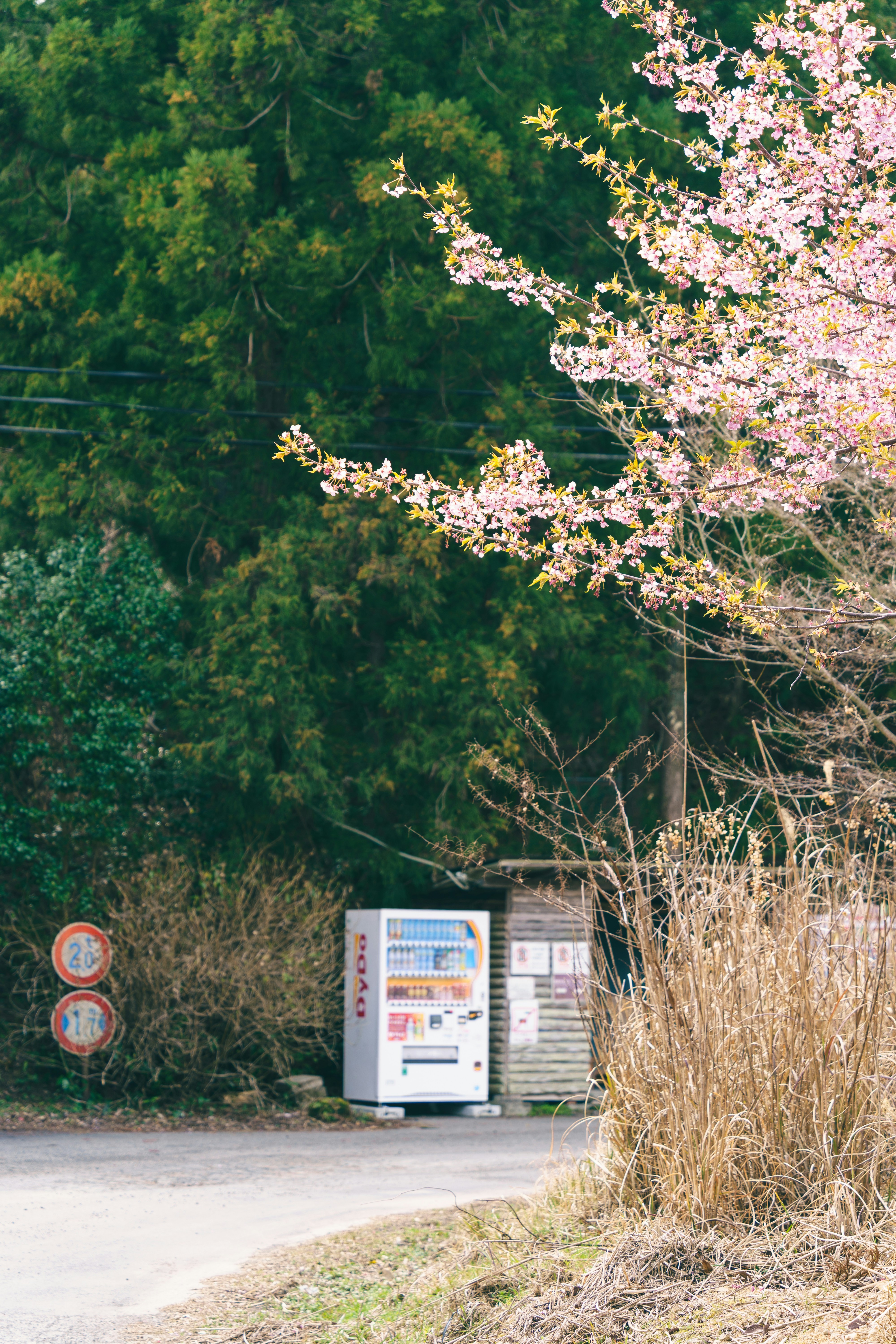 Blossoms at the Edge of the Road
