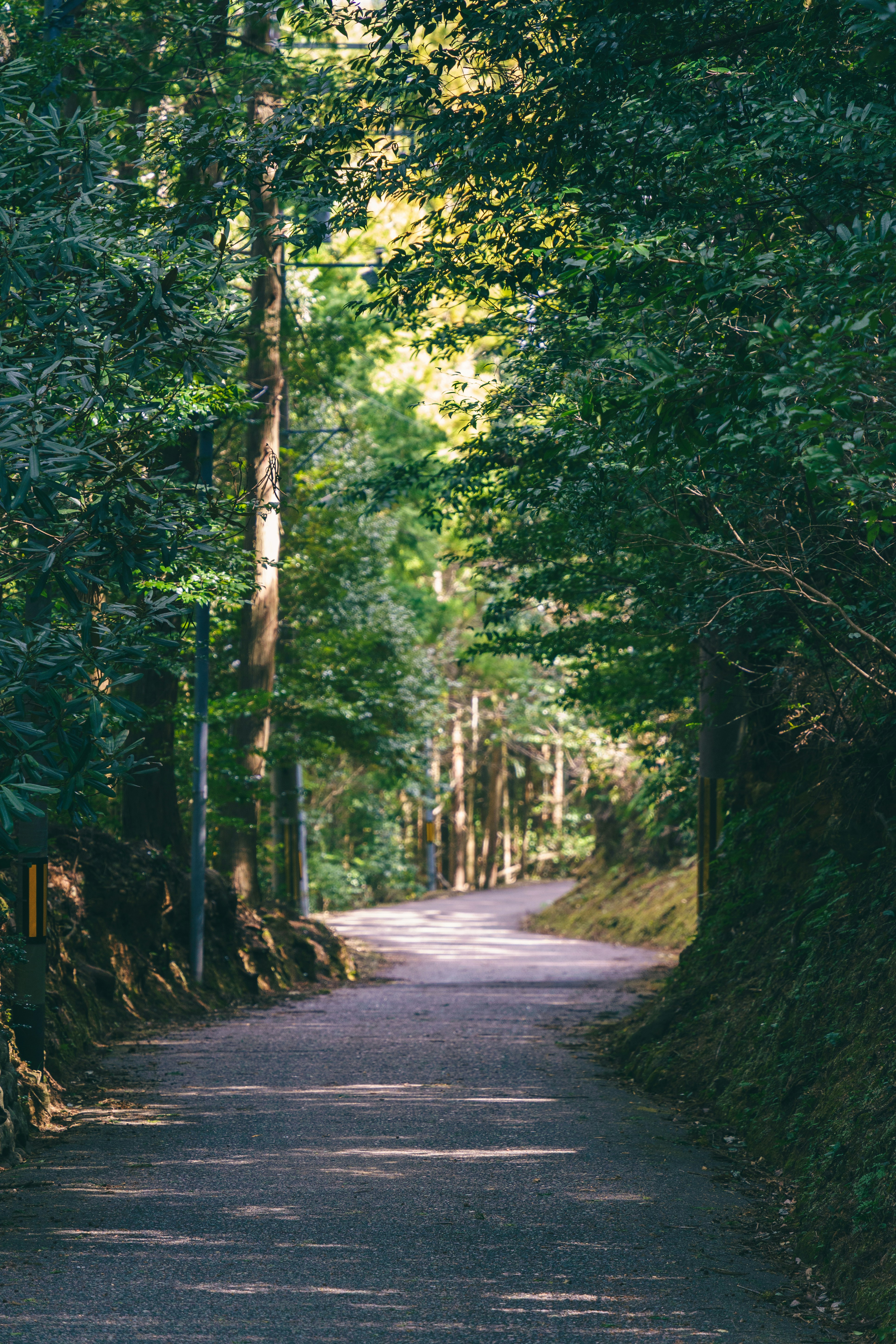 Path Through the Quiet Green Corridor