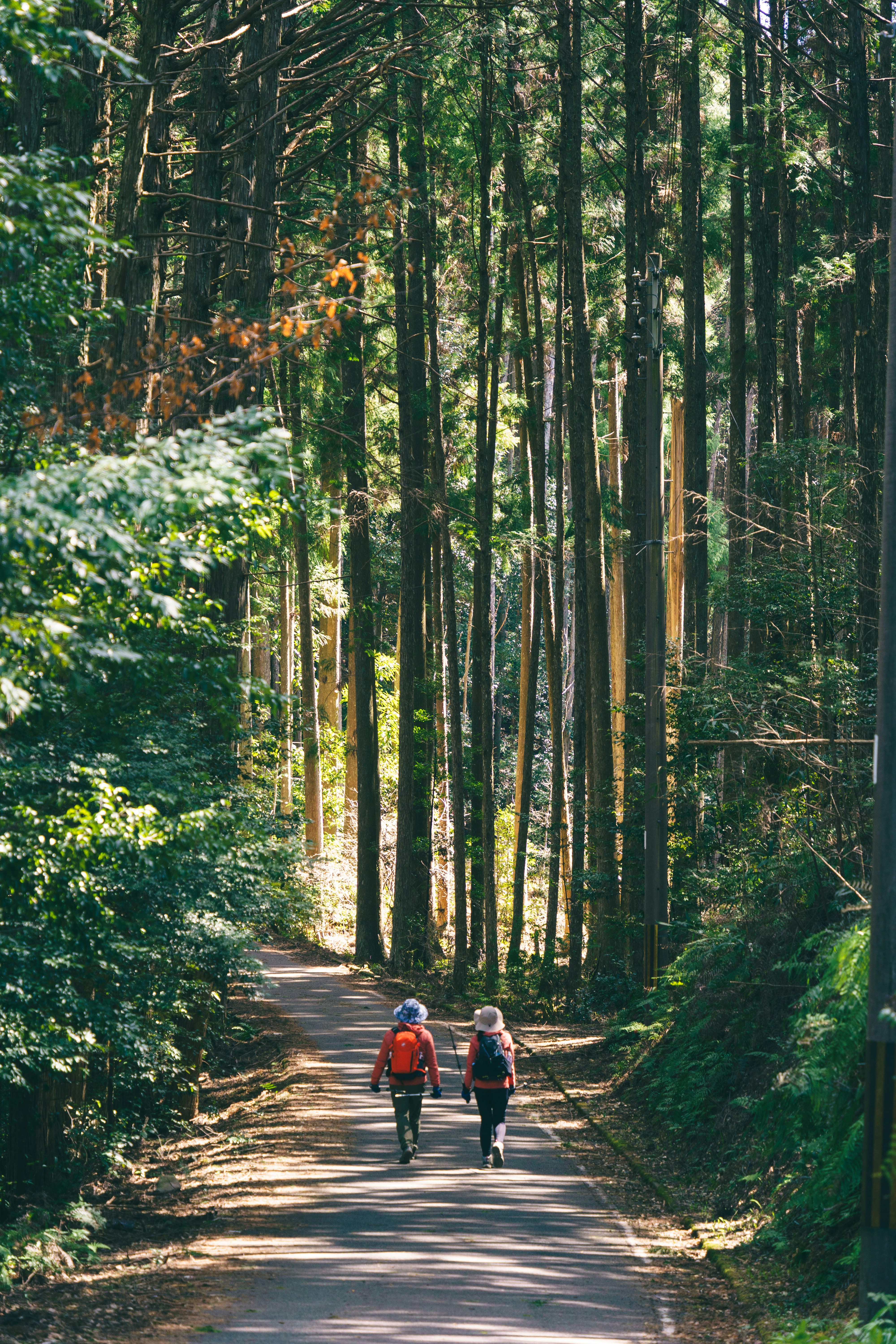 Two hikers stride down a sun-dappled forest path