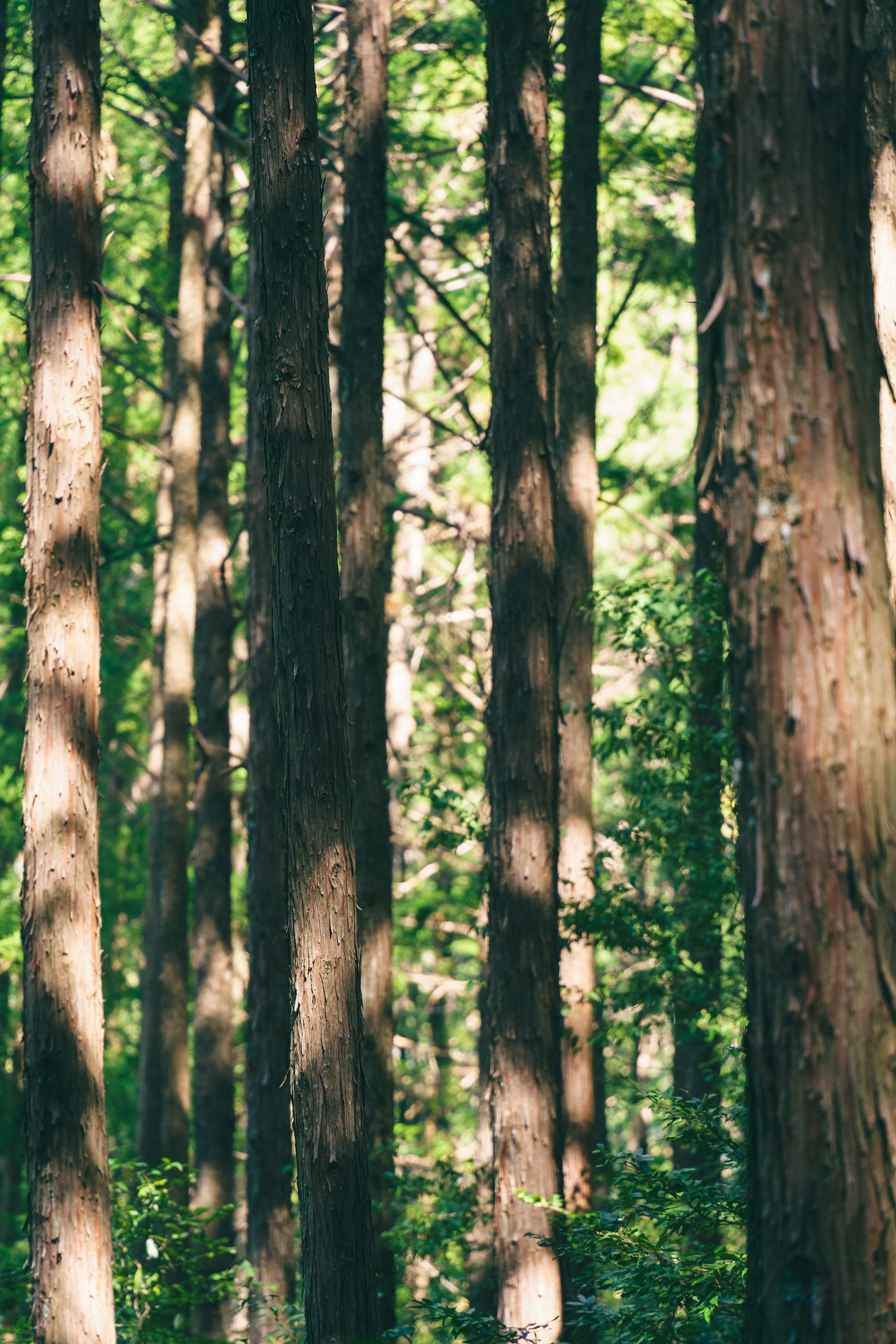 Forest Columns: Sunlit Pines in Focus