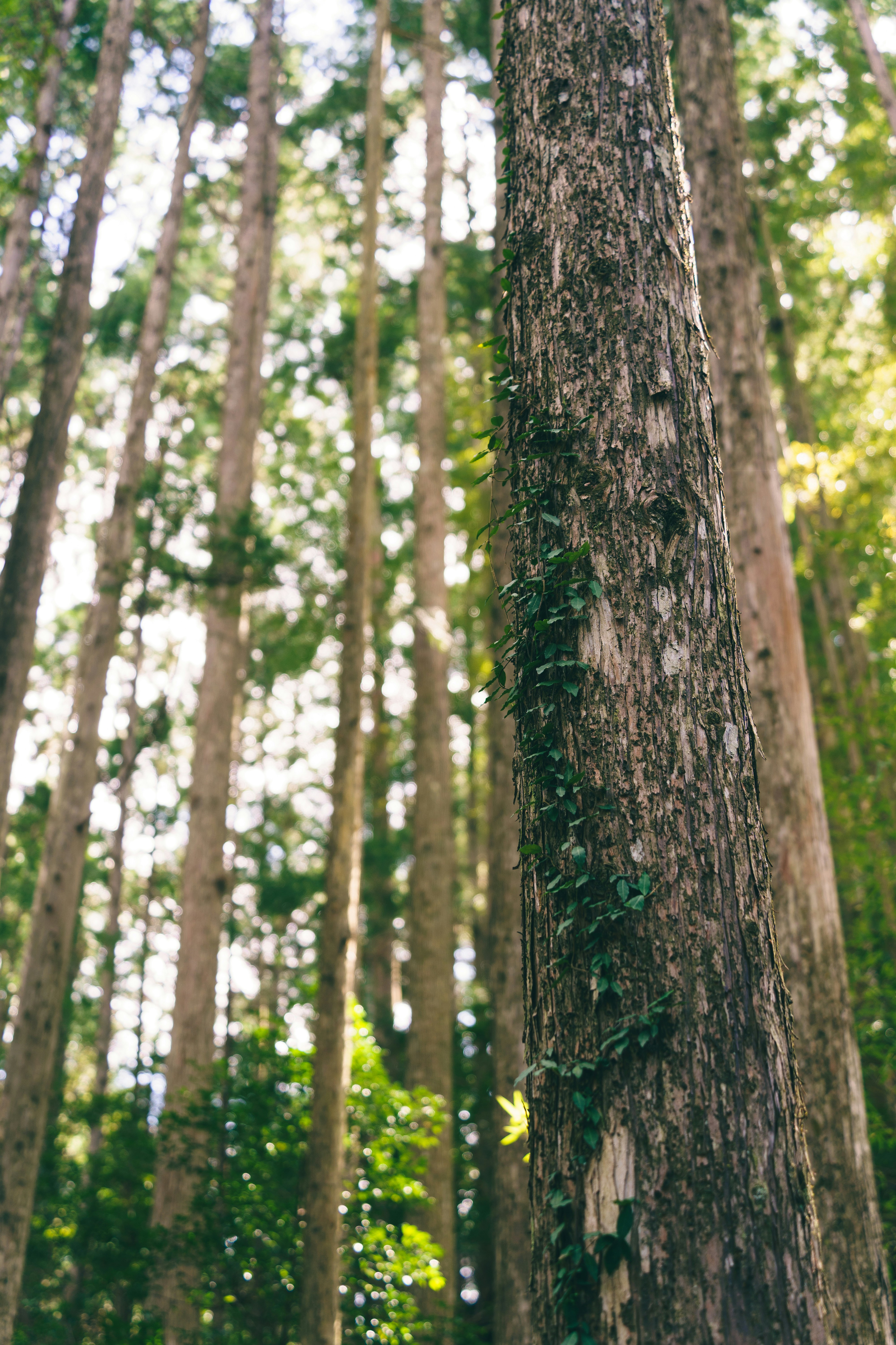  Forest Sentinel: a towering trunk with creeping vines in dappled light 