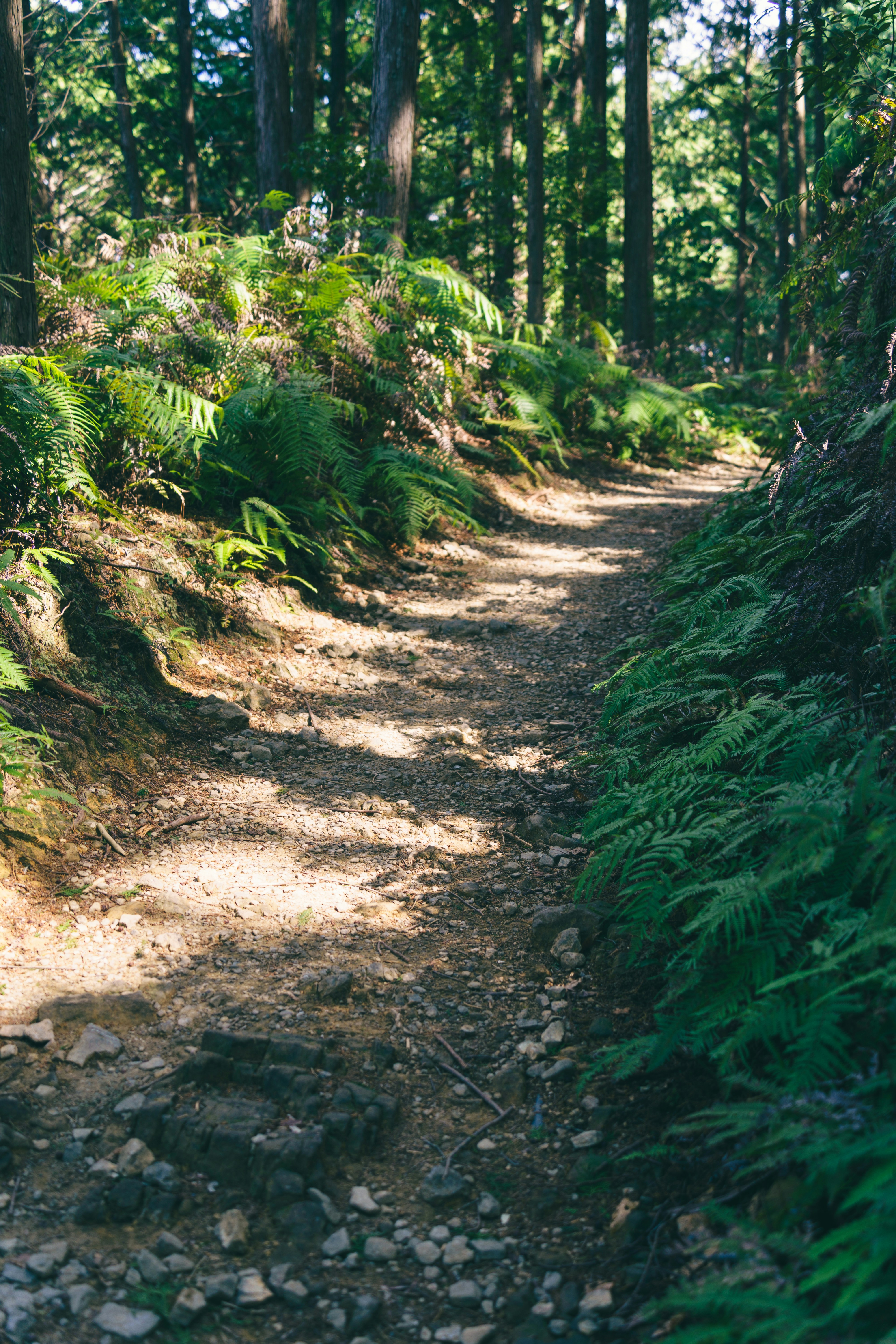 Sunlit Fern-lined Trail Through Quiet Forest