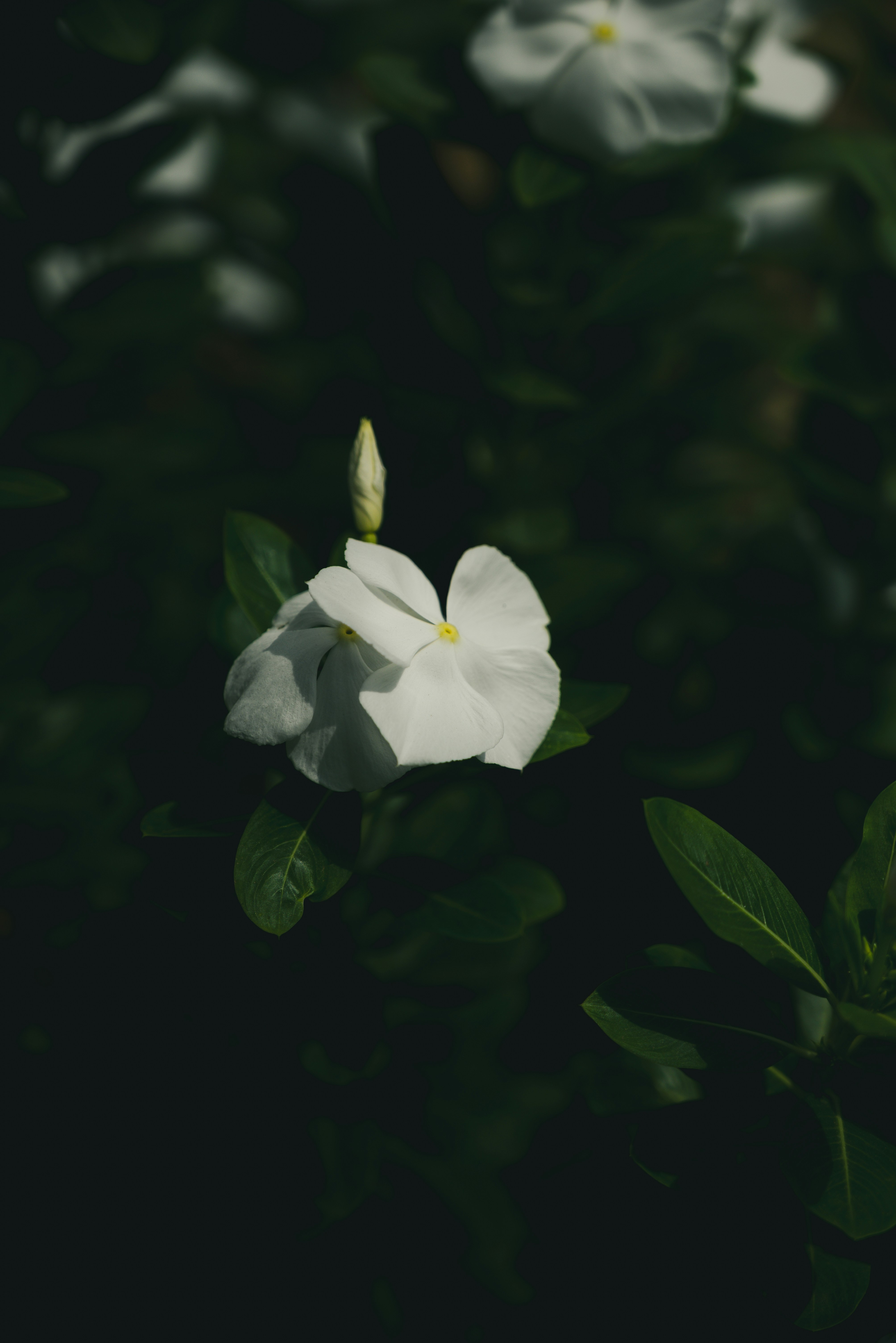 Photo by Ishan Sharma with Nikon Z5