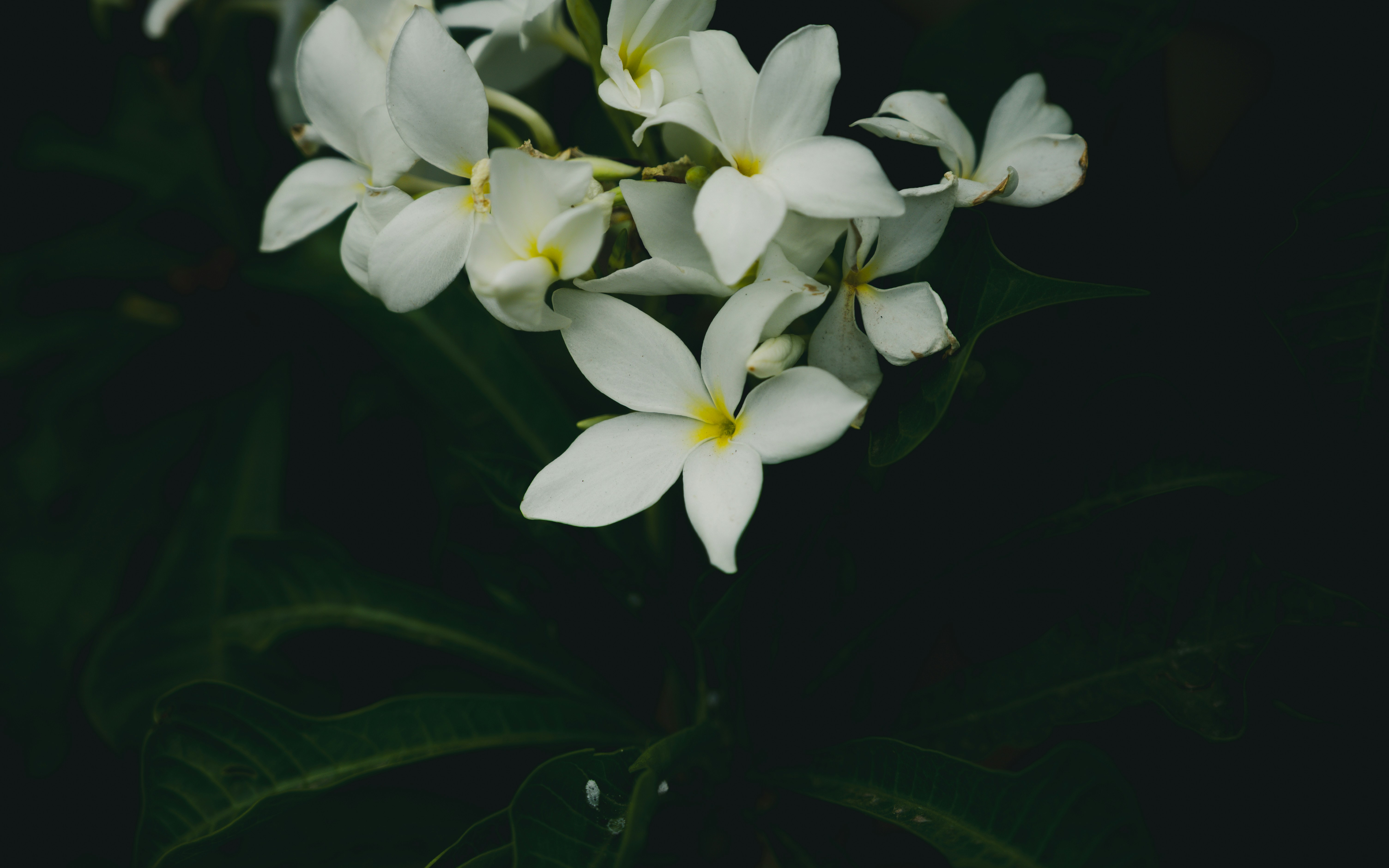 White Plumeria Cluster in Quiet Shadow