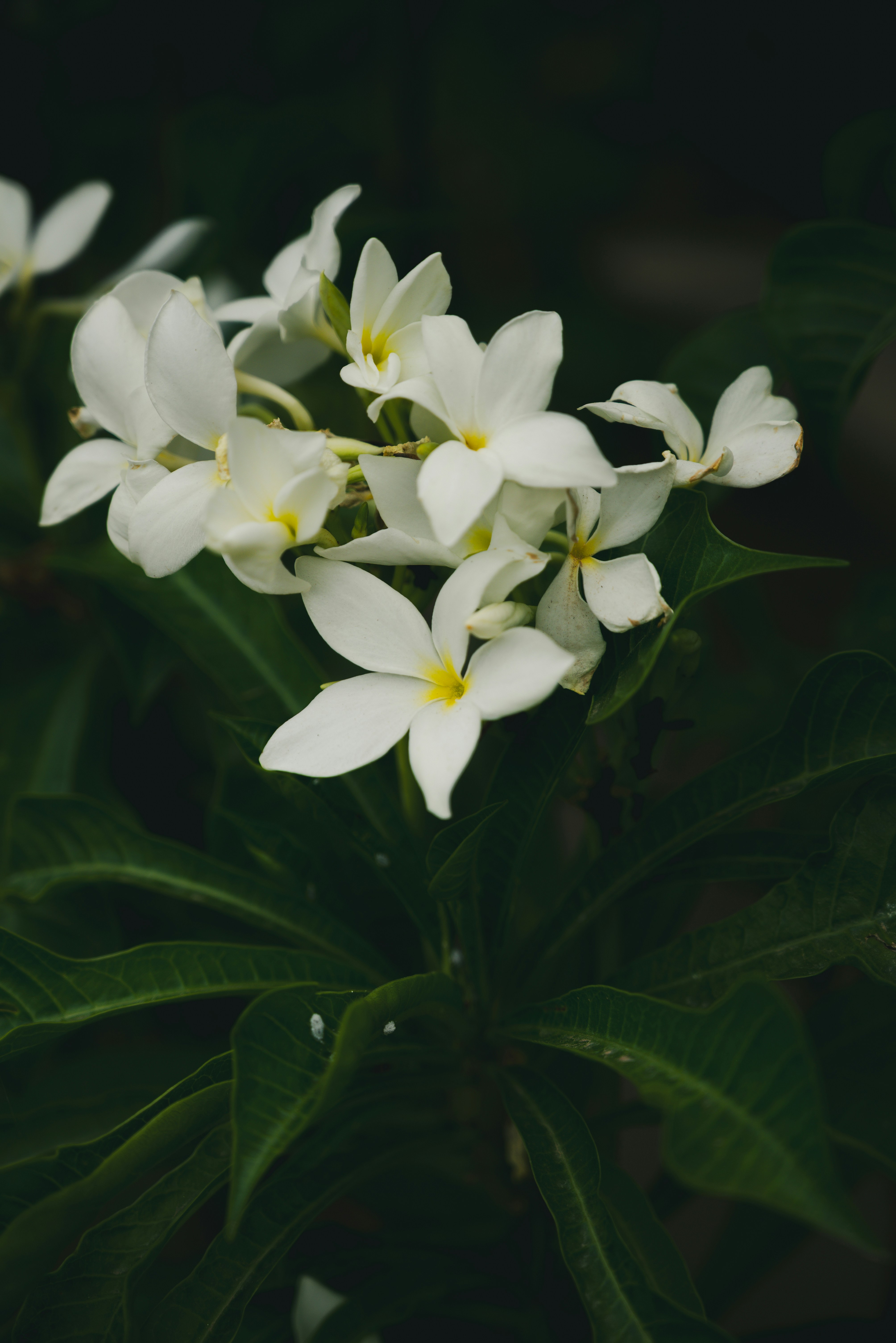 White Plumeria Cluster in Low Light