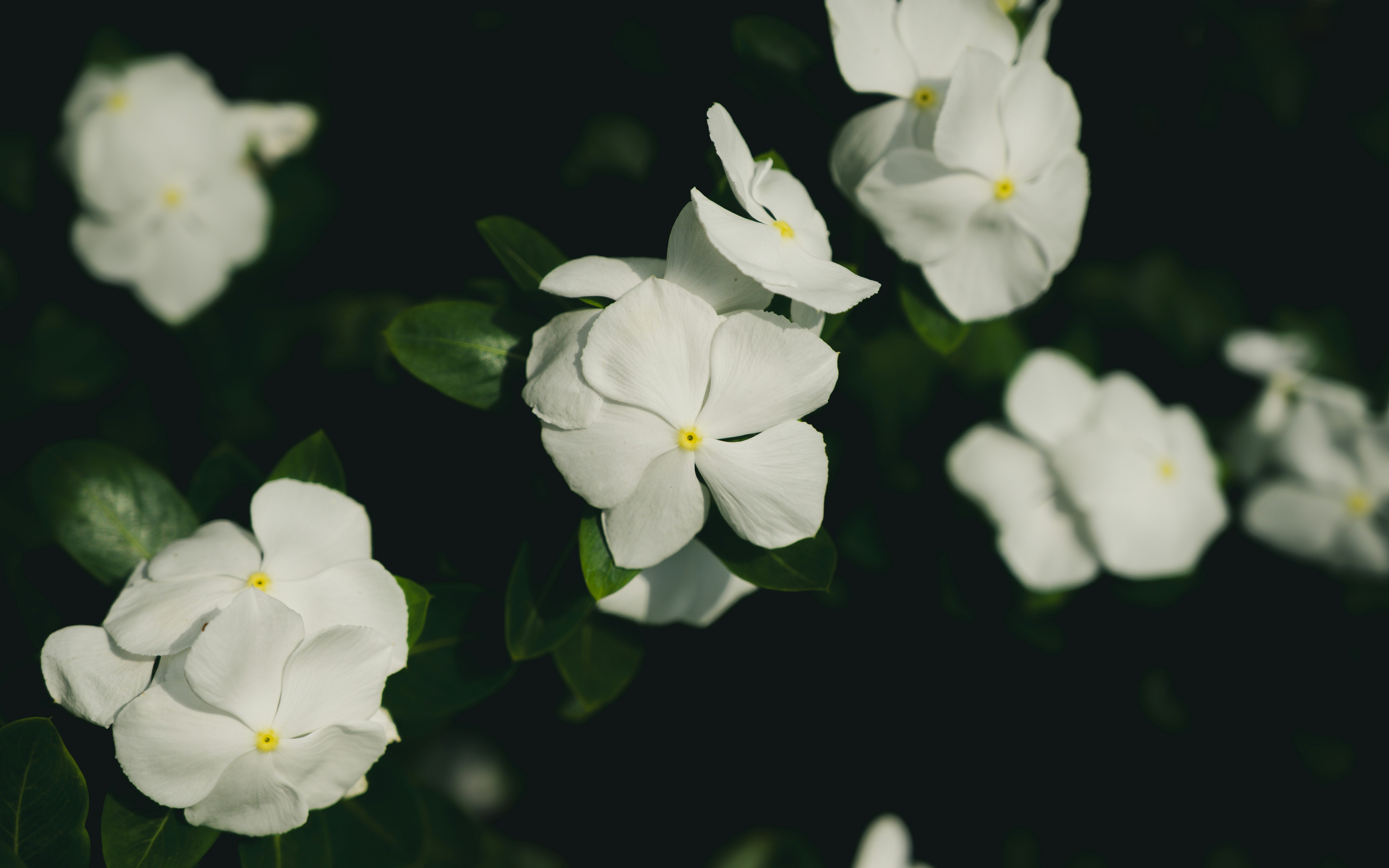 Moonlit Petals: White Blooms in Velvet Darkness