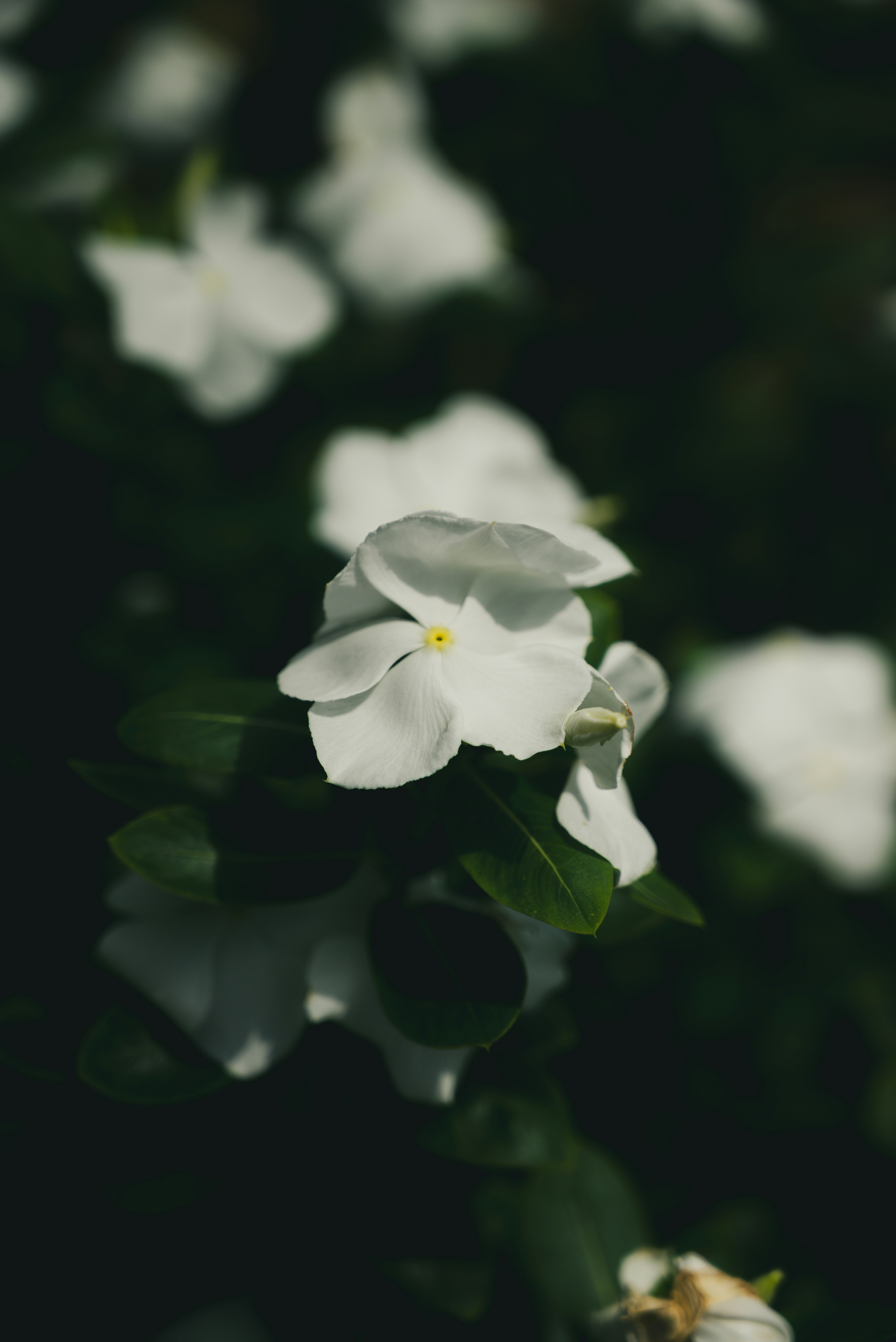 White orchid bloom fading into shadowed garden