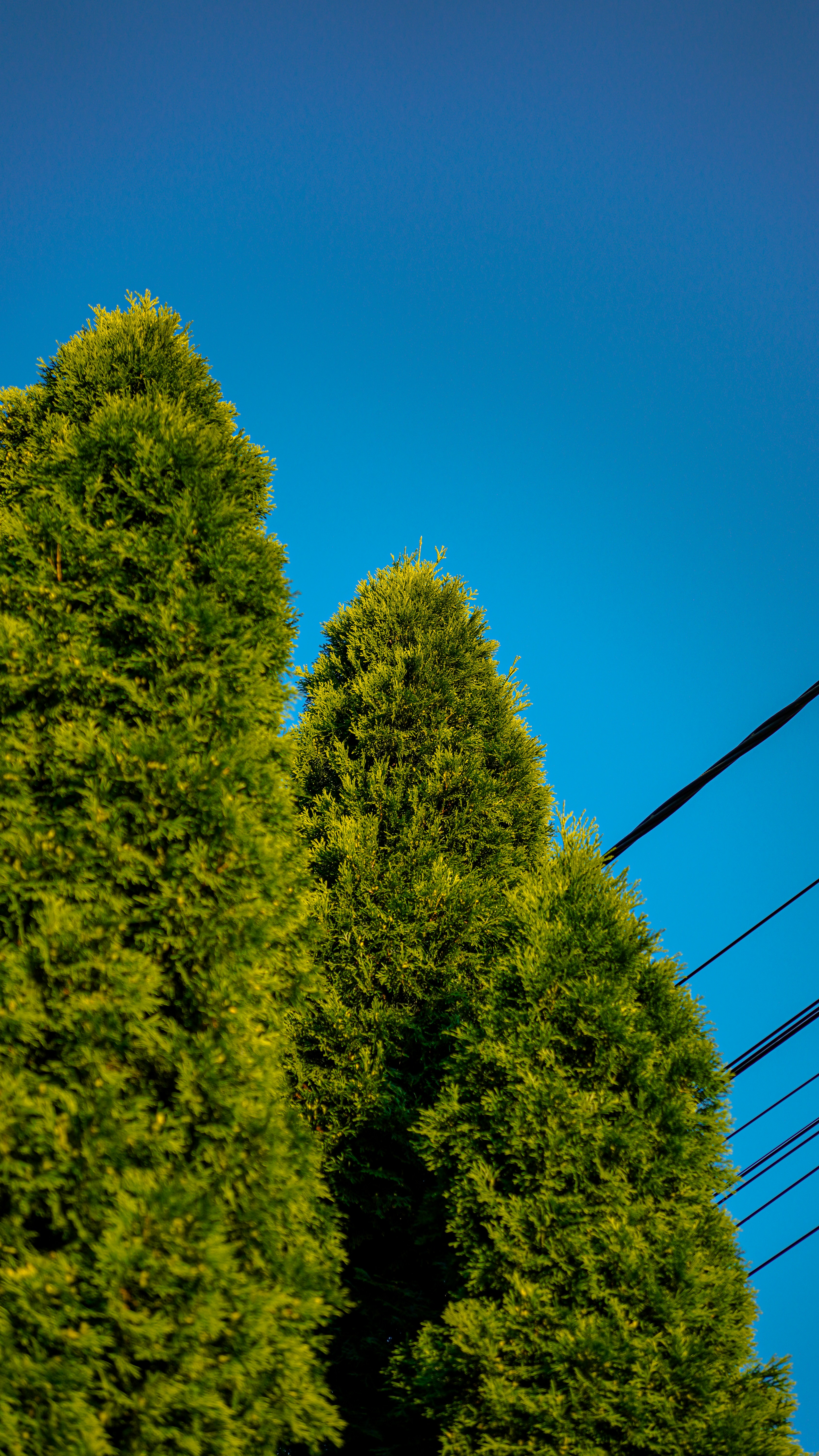 Tall Pines Against a Cerulean Sky