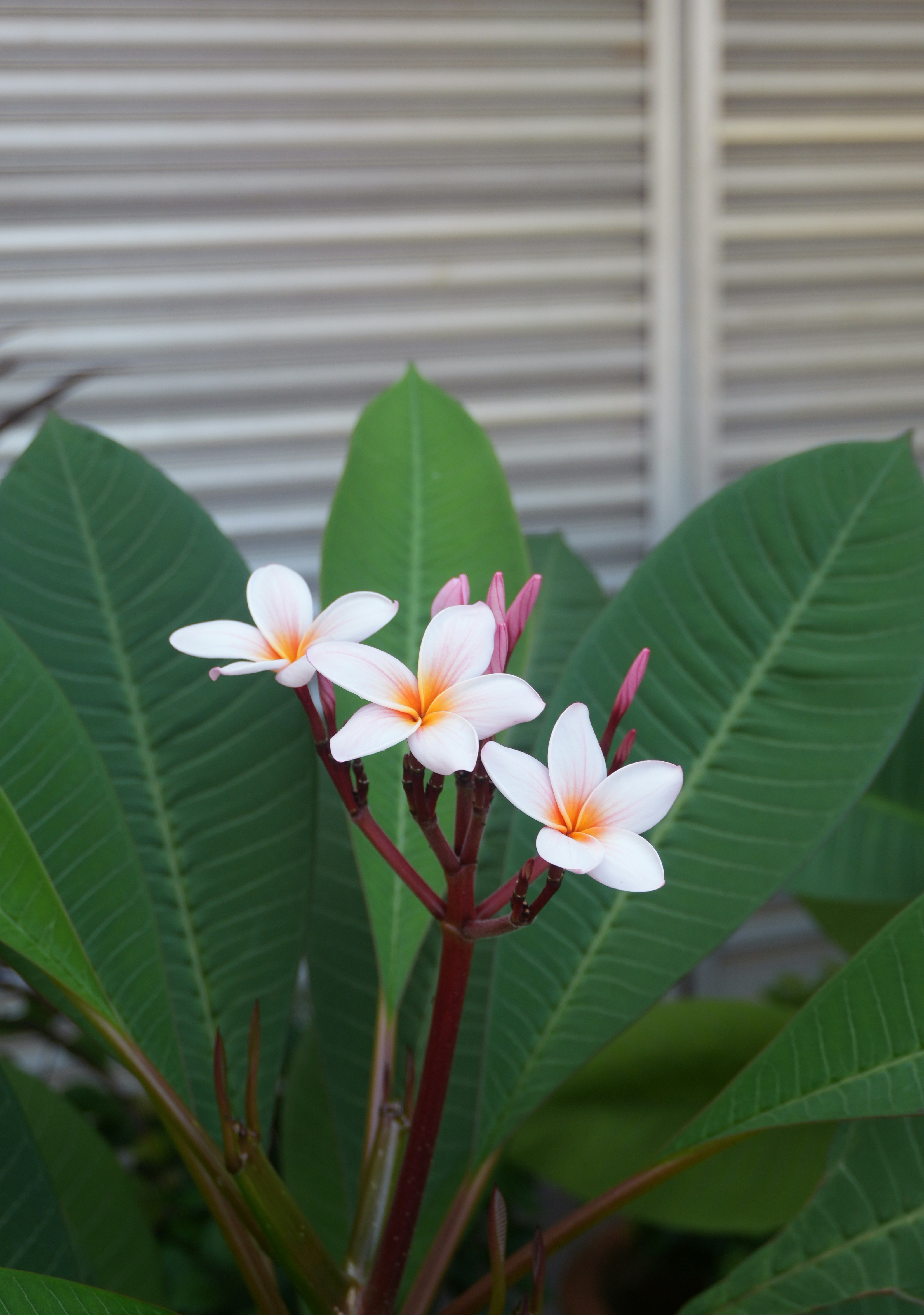 Soft Frangipani Bouquet against Vertical Plant Foliage
