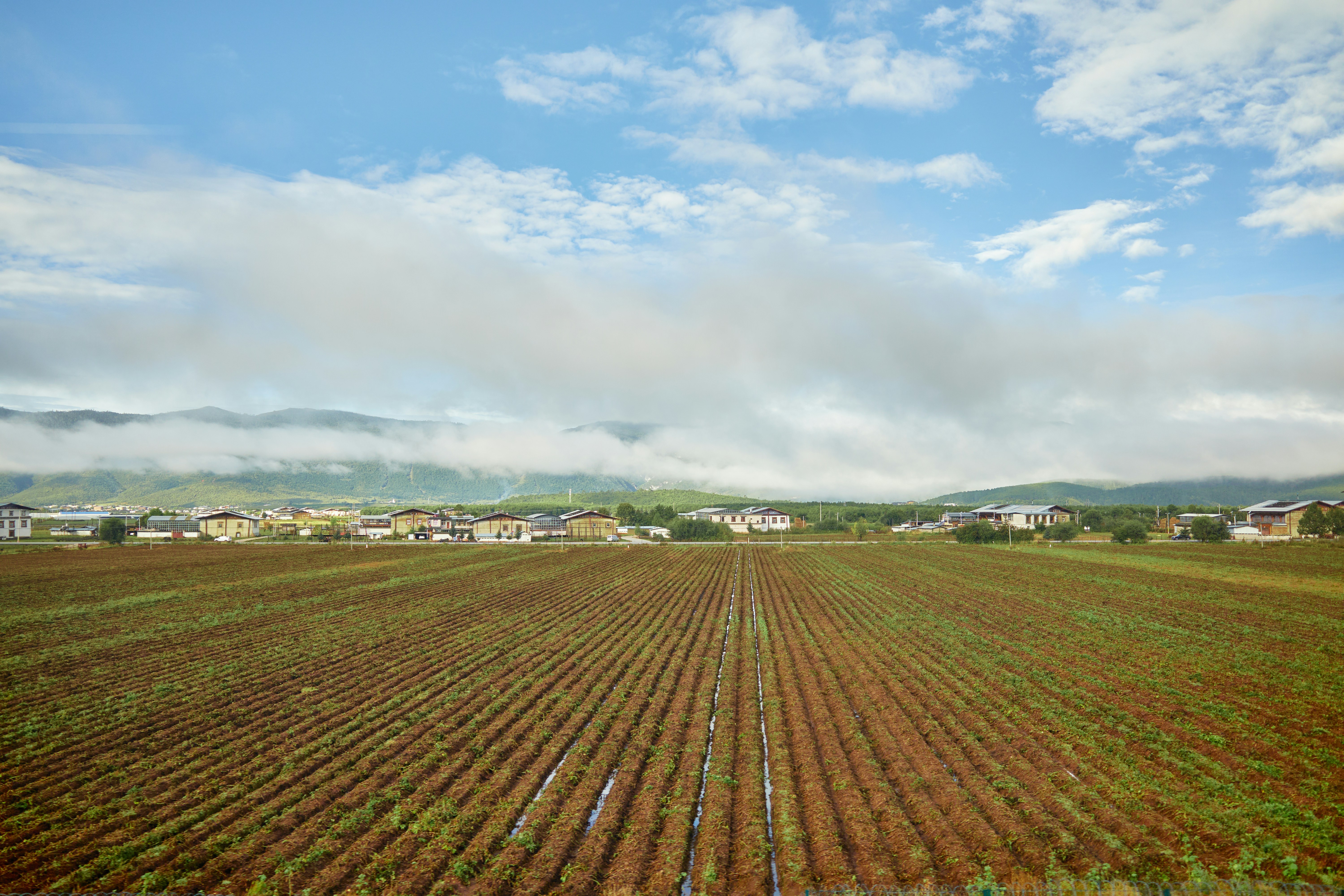 Fields of Perspective: A Quiet Horizon on a Farm