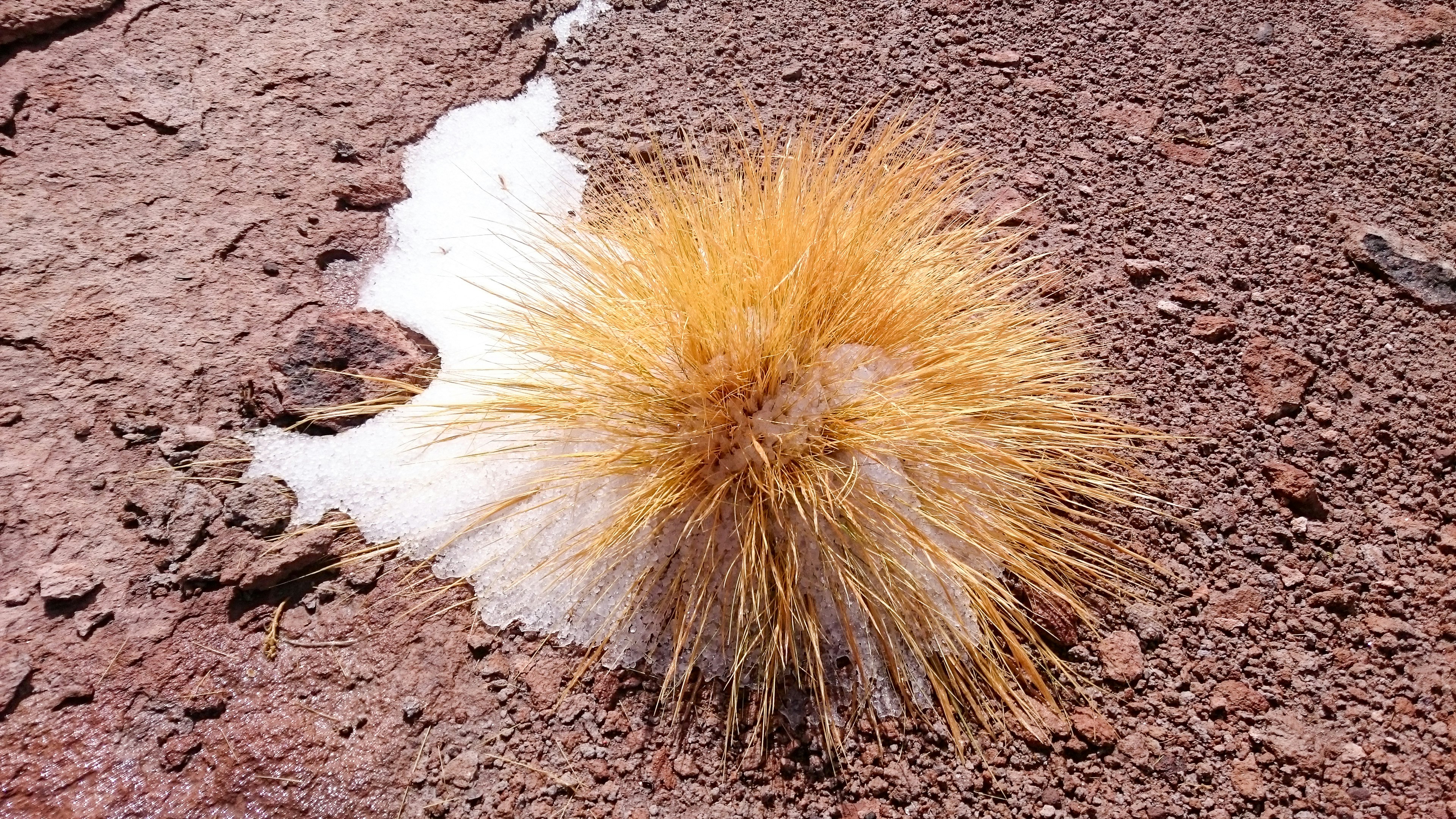 Desert Spark: a lone tumbleweed bloom on red volcanic ground