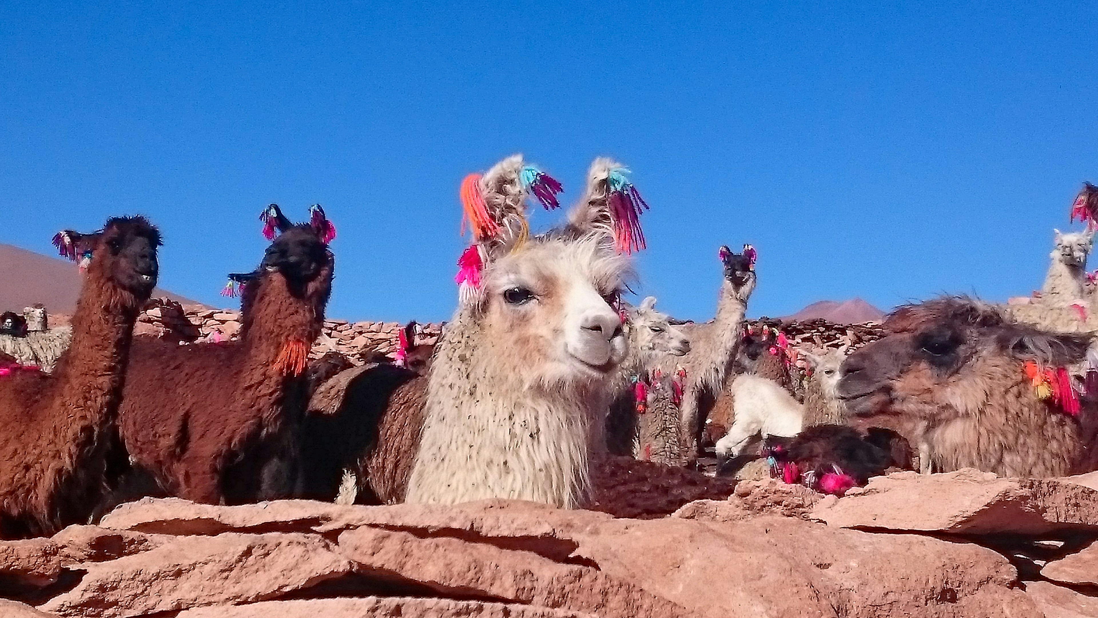 Herd of llamas gathered on rocky terrain with a bright blue sky above, small festive tassels on ears hinting at a cultural setting.
