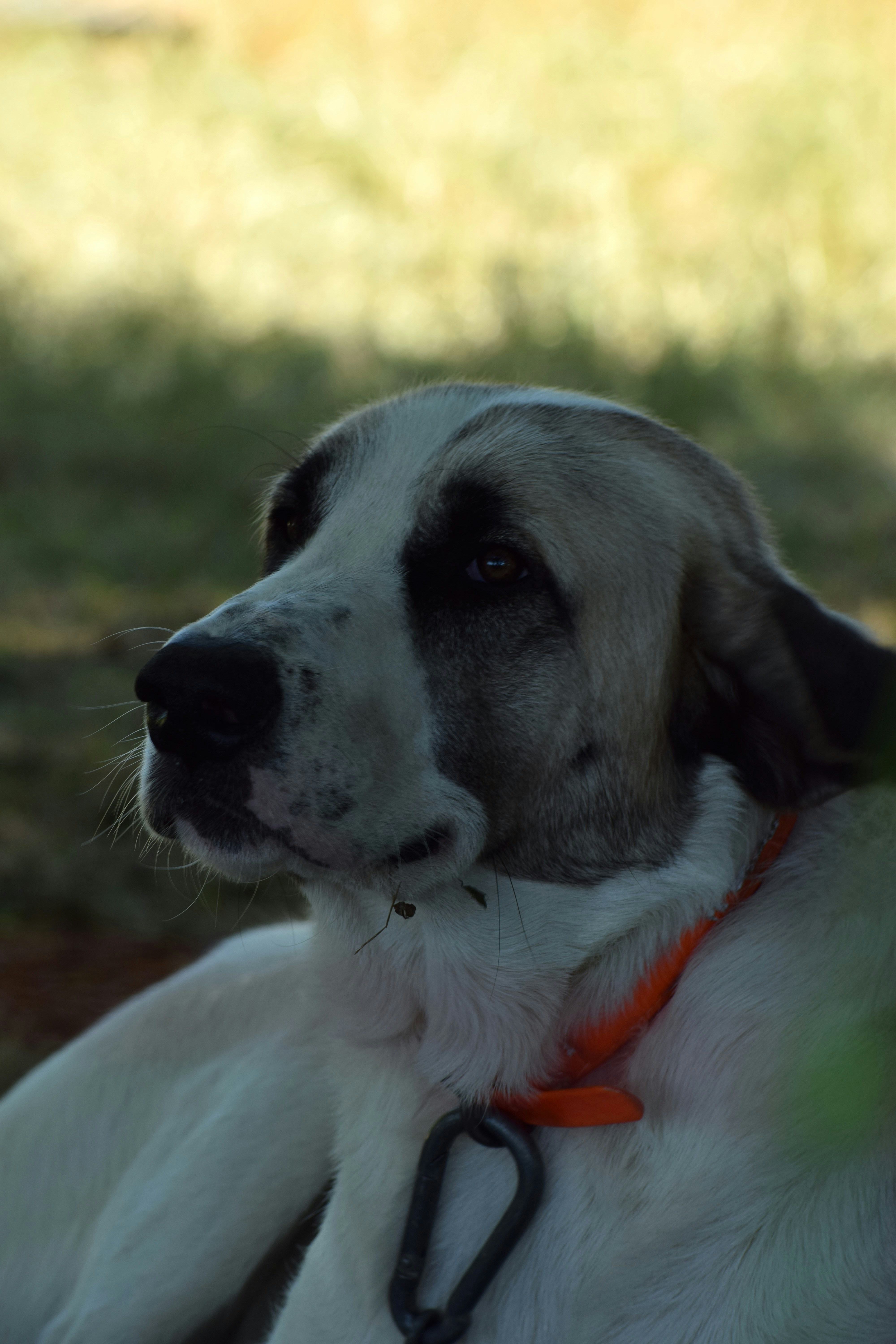 Close-up of a calm dog with orange collar resting in shaded outdoors; the image emphasizes the facial expression and gentle eyes. (Logo/illustration: none).