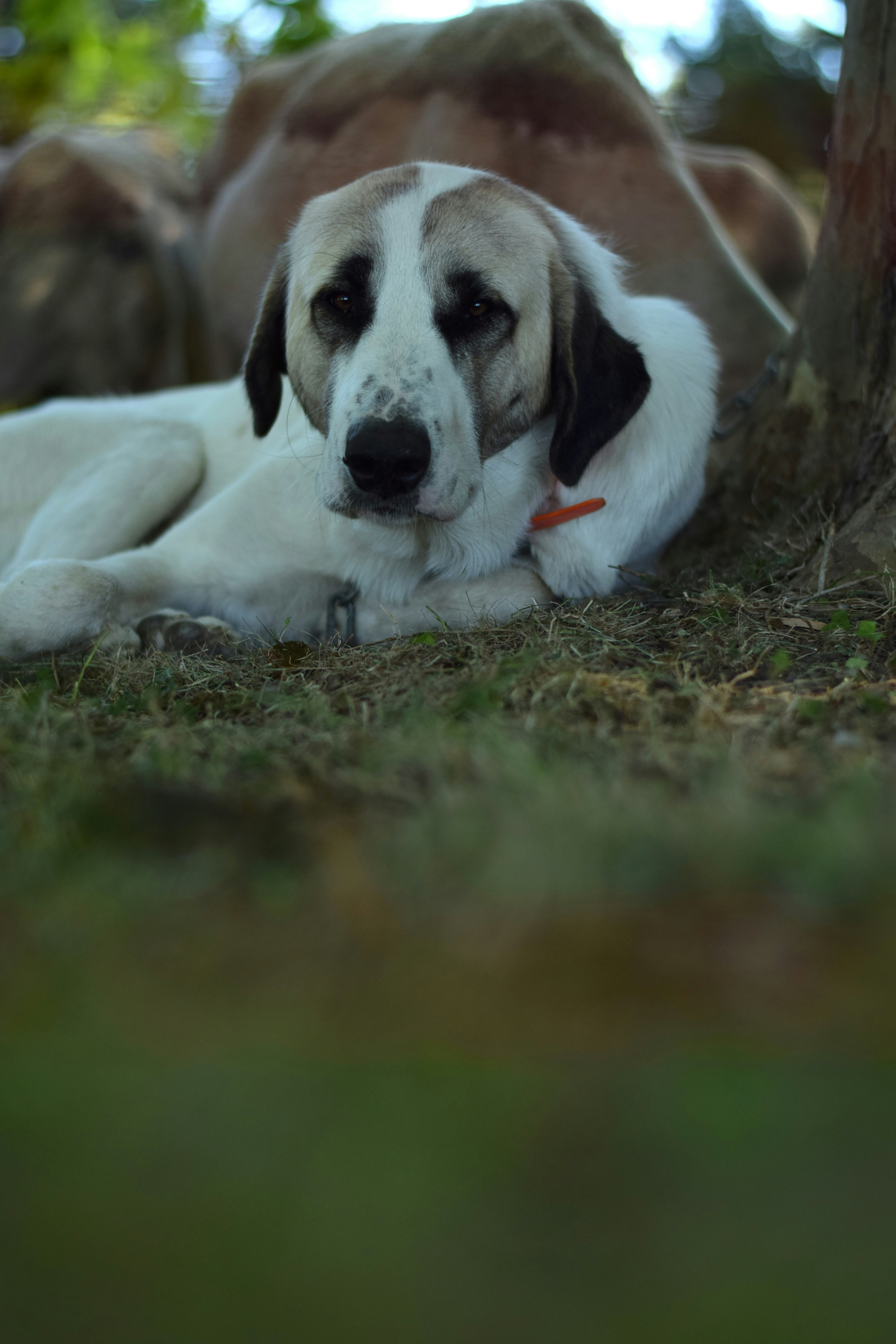 A large white dog with patches lies on the grass.