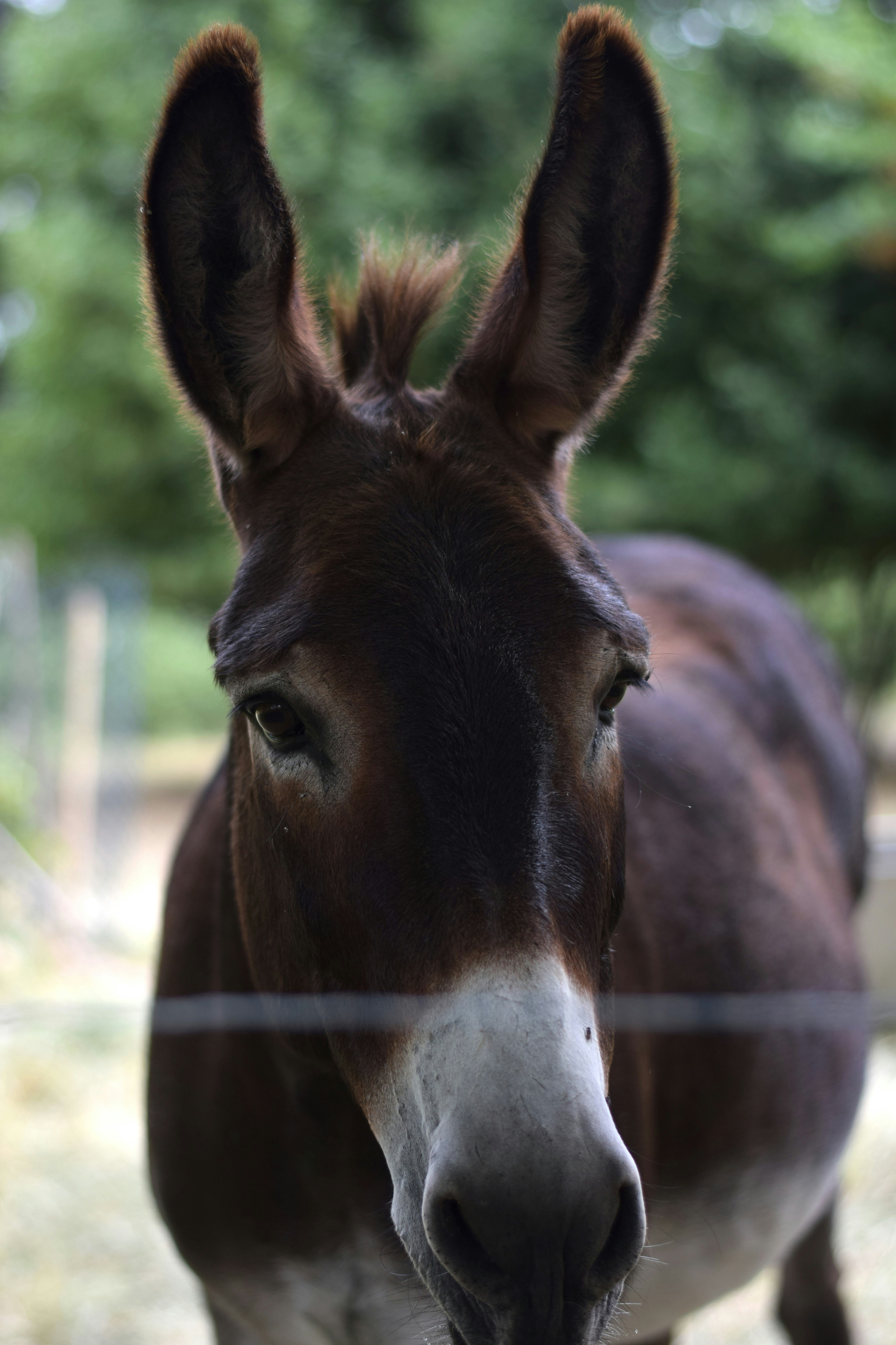 Close-Up of a Donkey's Intense Gaze through Glass