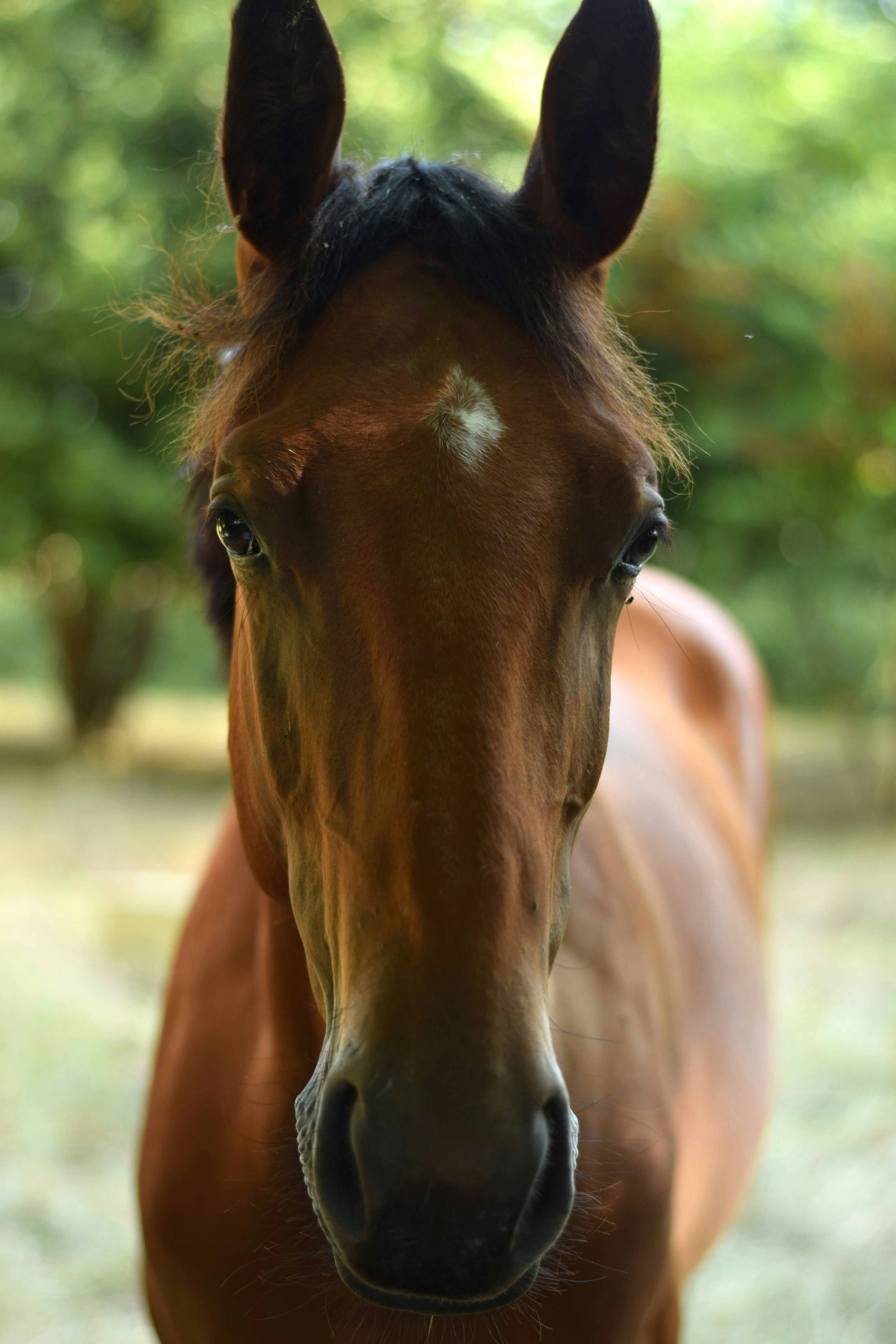 Close‑up of a curious horse: calm gaze through a sunlit doorway of green