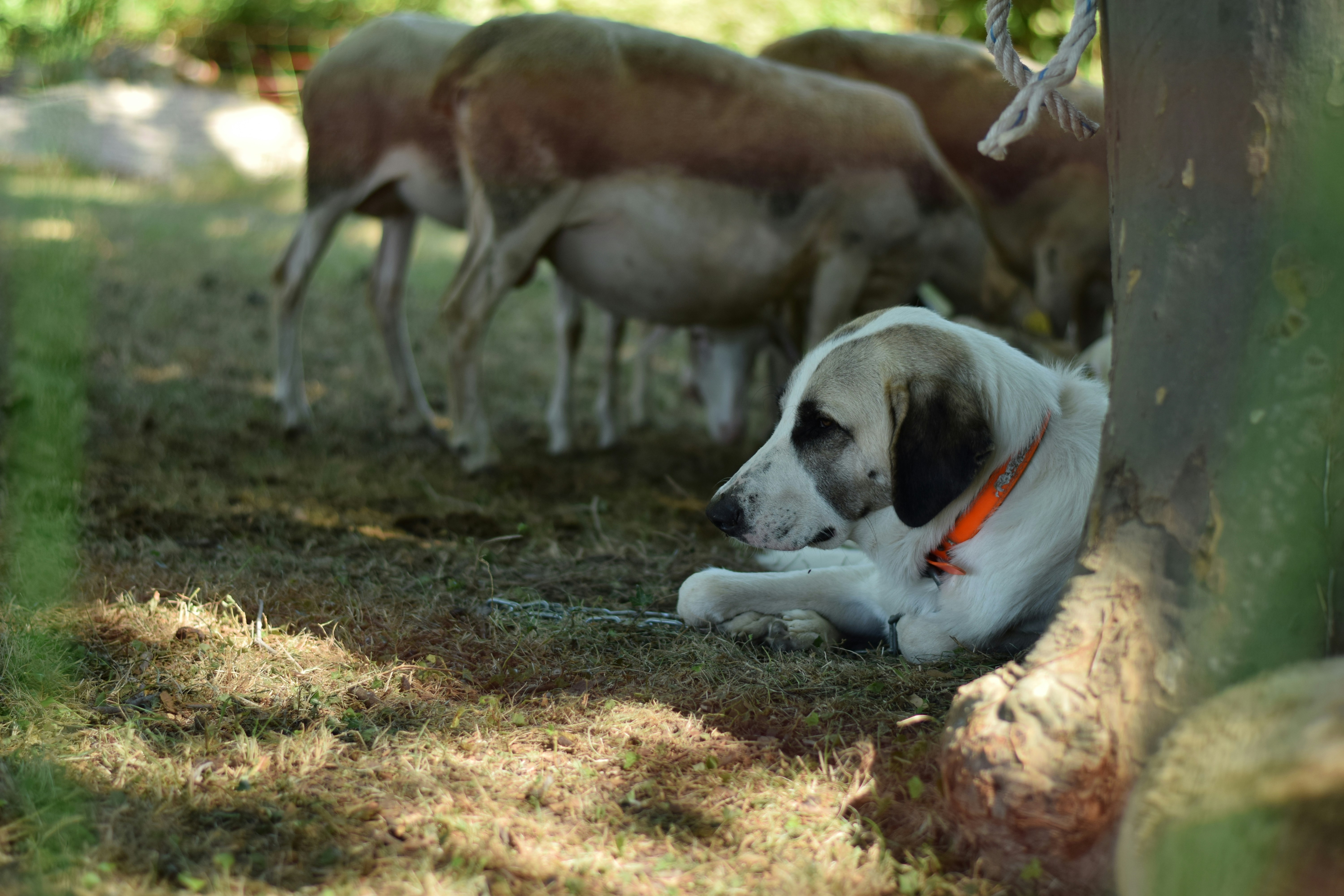 Resting Shepherd: A Collared Hound Among Grazing Sheep